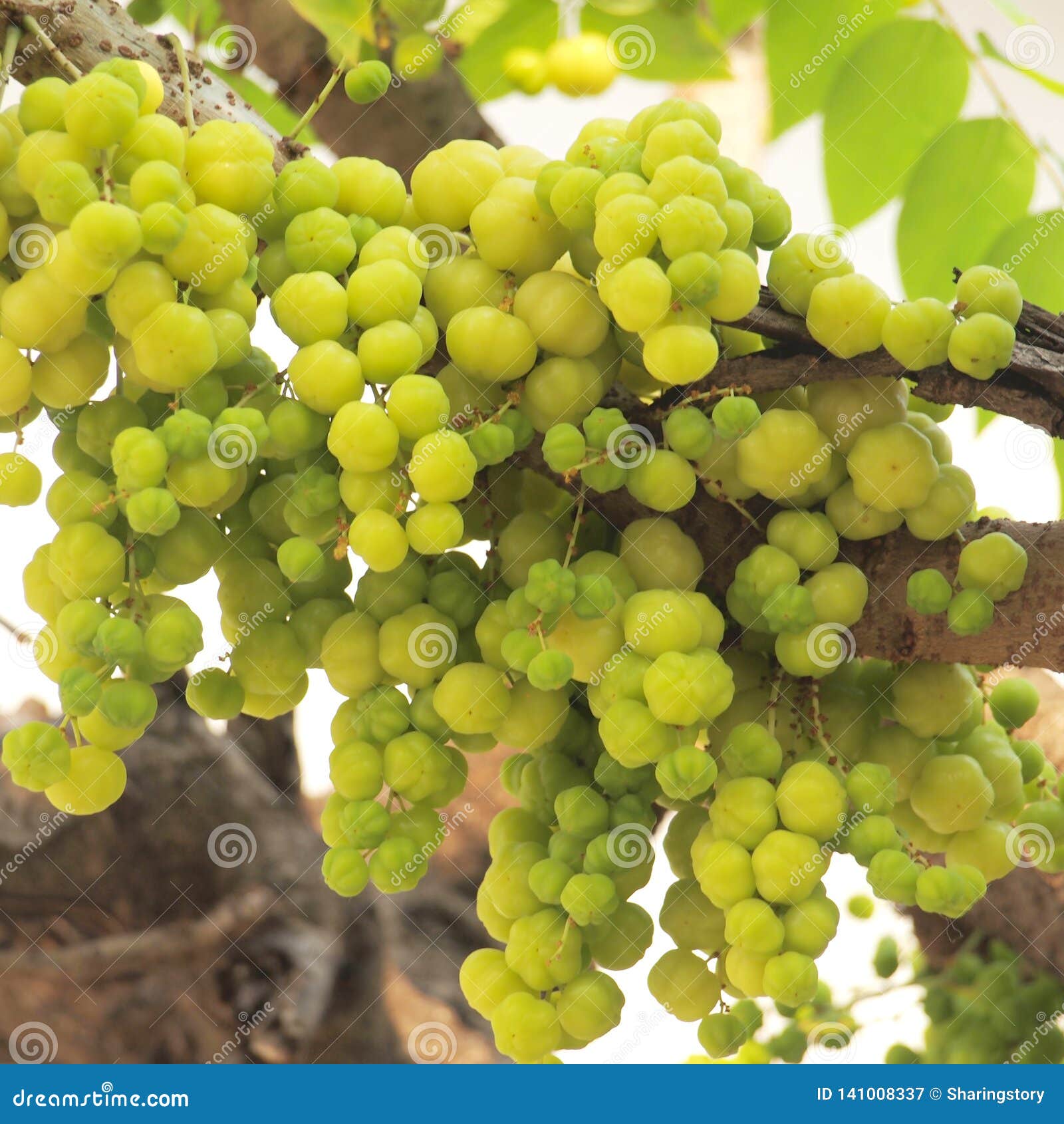 Star gooseberry on tree stock image. Image of rock, gooseberry - 141008337