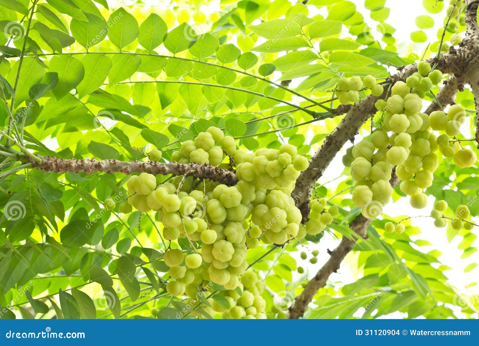 Star gooseberry stock photo. Image of organic, fruit - 31120904