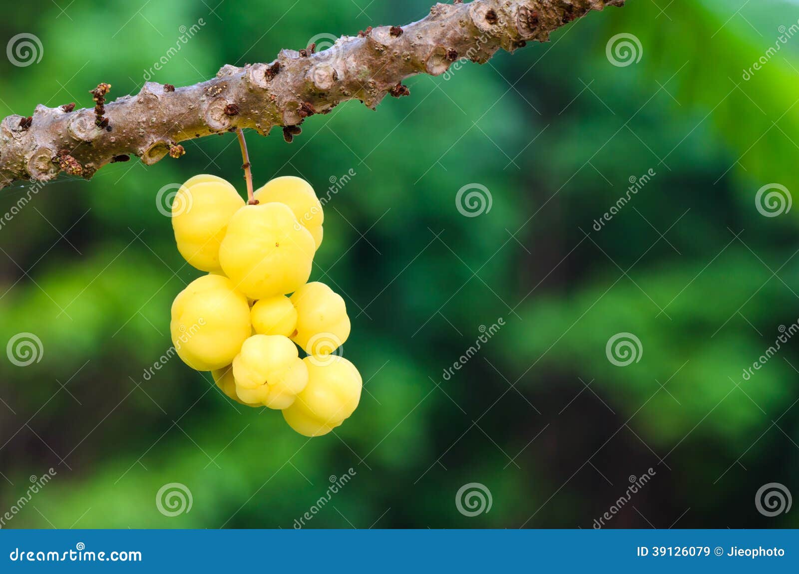 Star gooseberry on tree stock image. Image of branch - 39126079