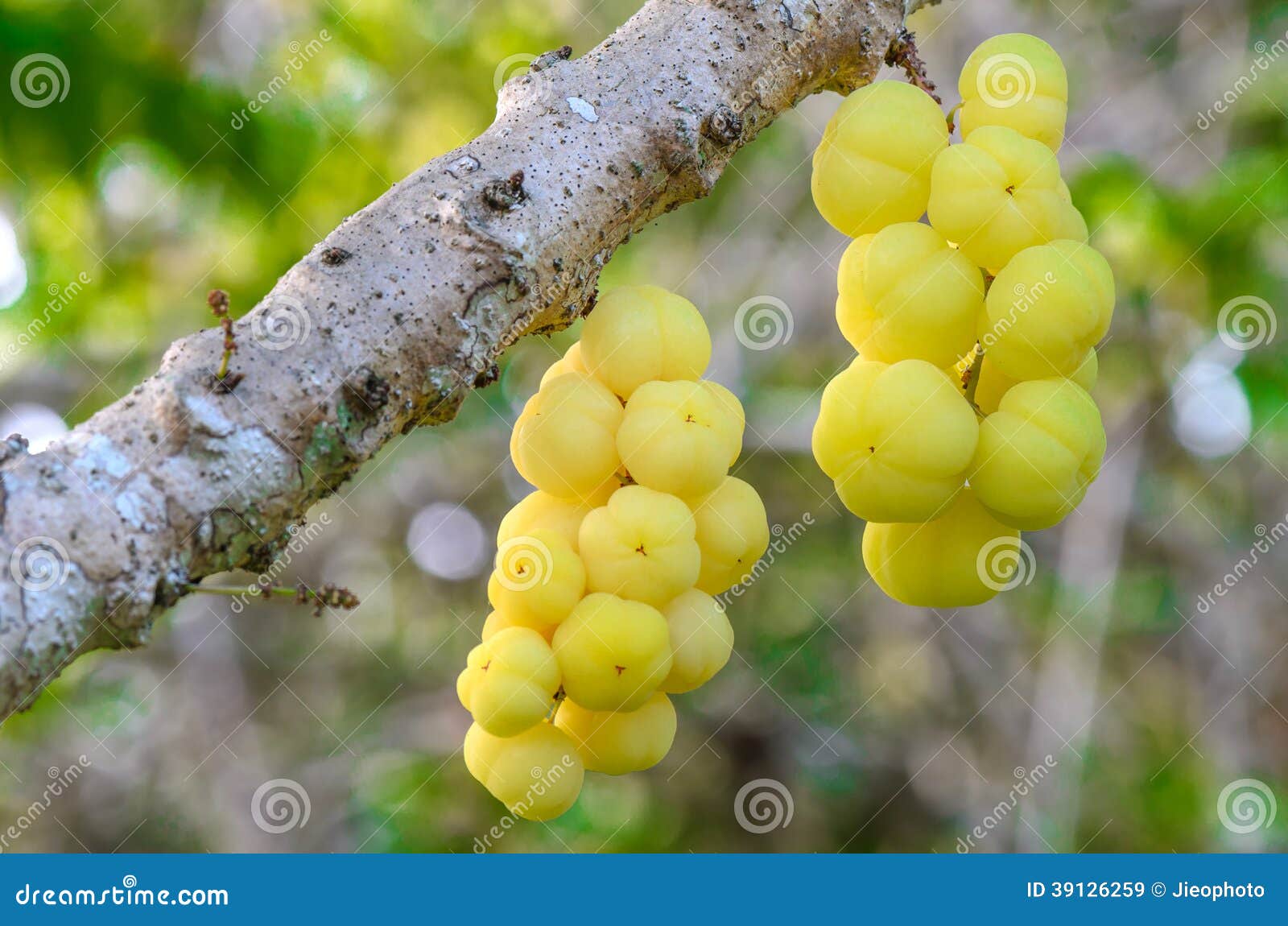Star gooseberry on tree stock image. Image of mature - 39126259
