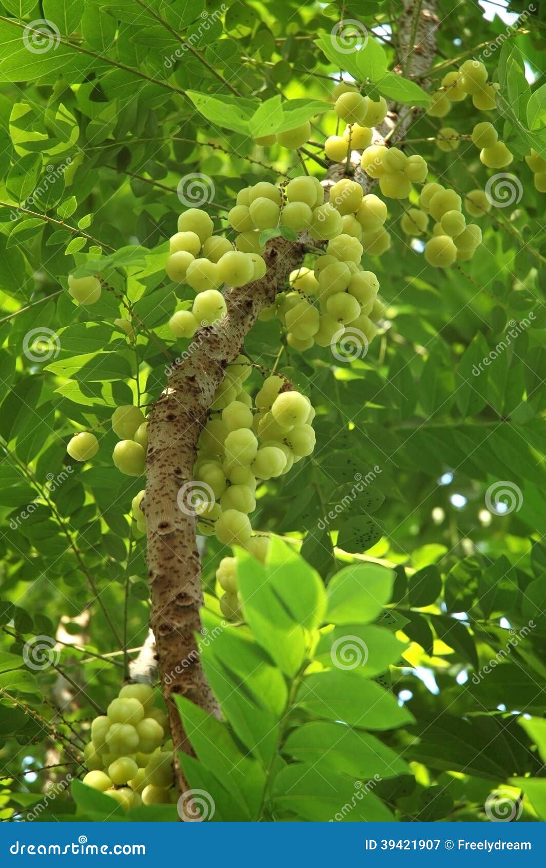 Star Gooseberry Fruit. Phyllanthus Acidus, Known As The Otaheite ...