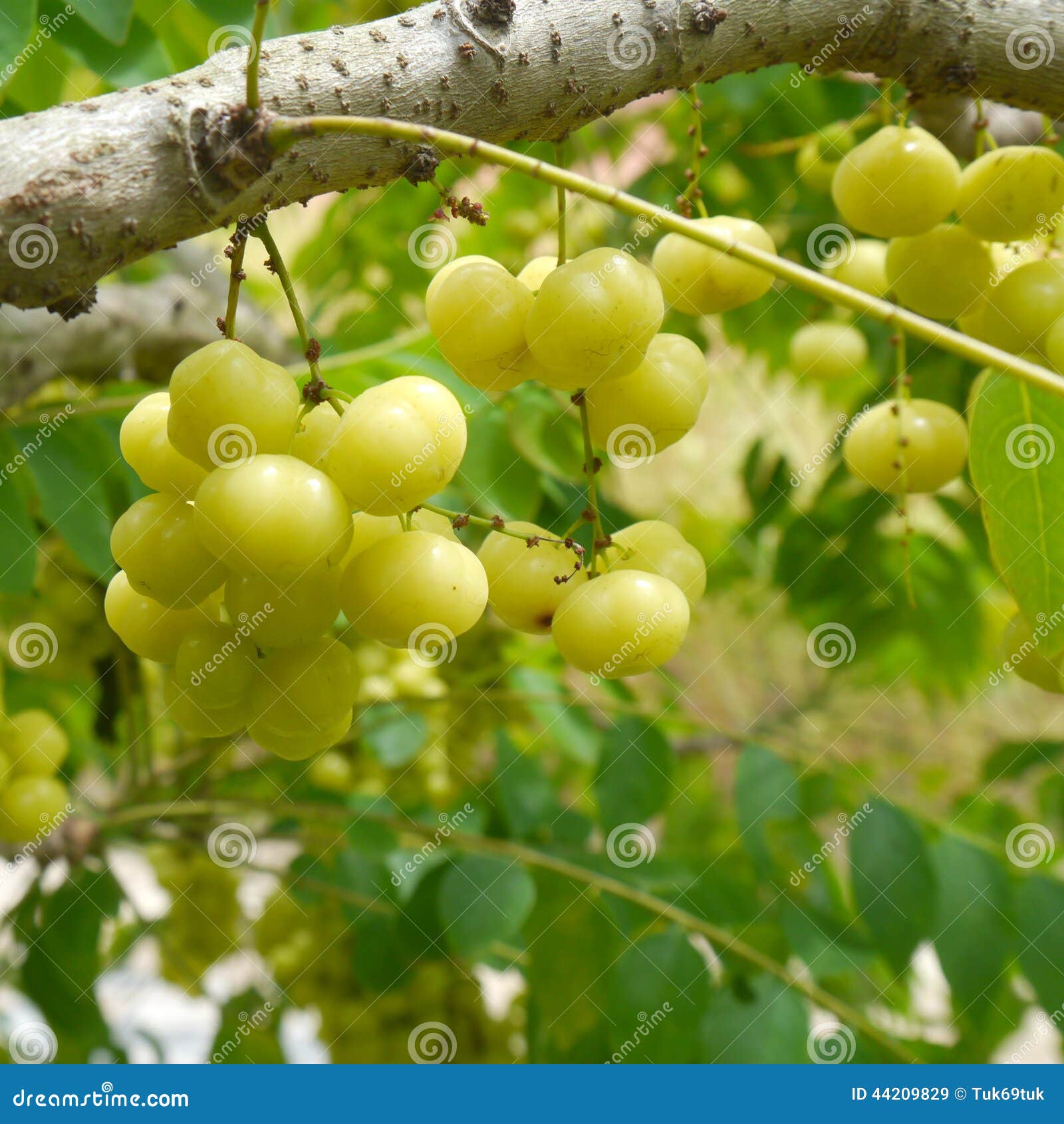 Star gooseberry on stock image. Image of organic, natural - 44209829
