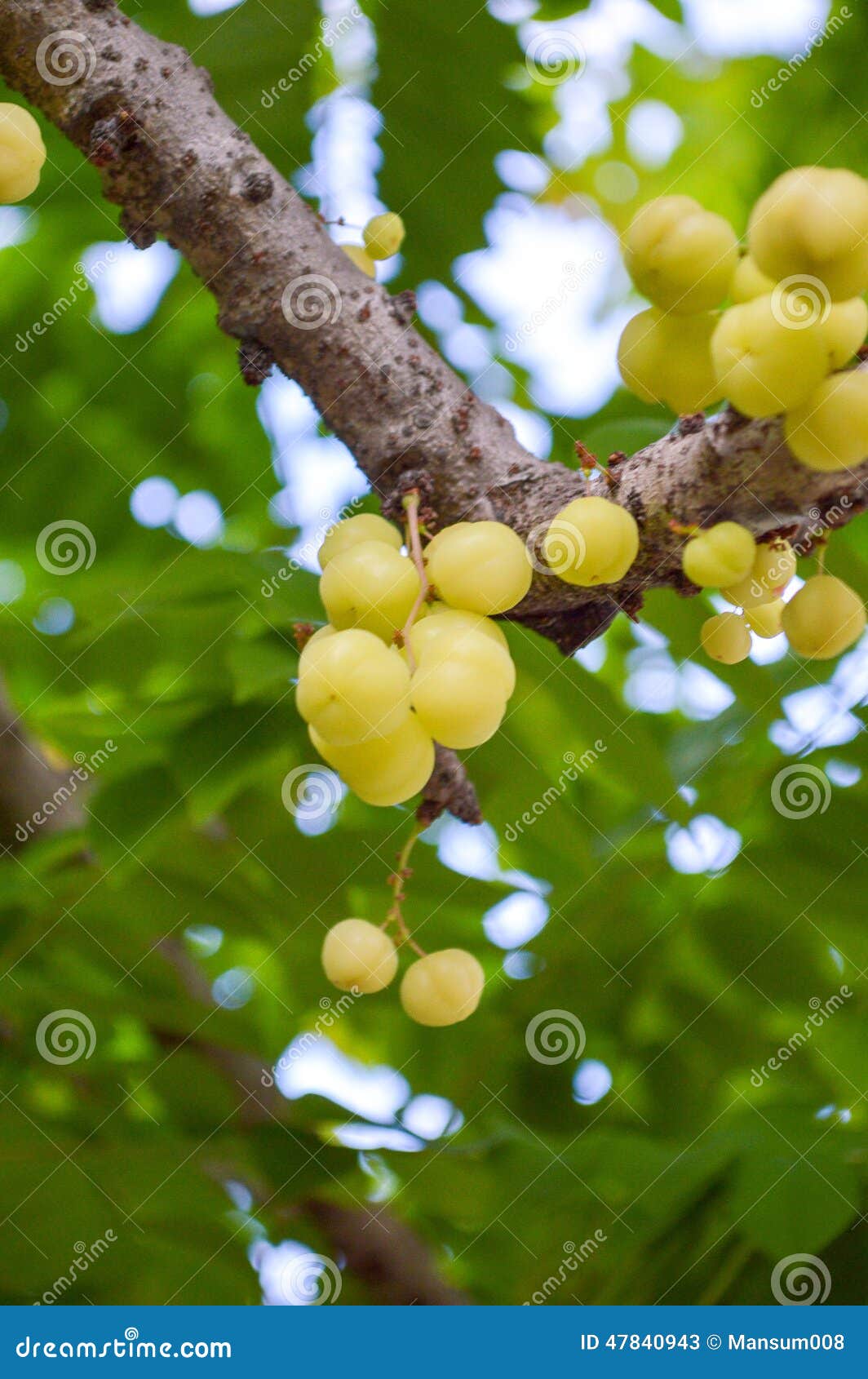 Star Gooseberry stock image. Image of star, gooseberry - 47840943