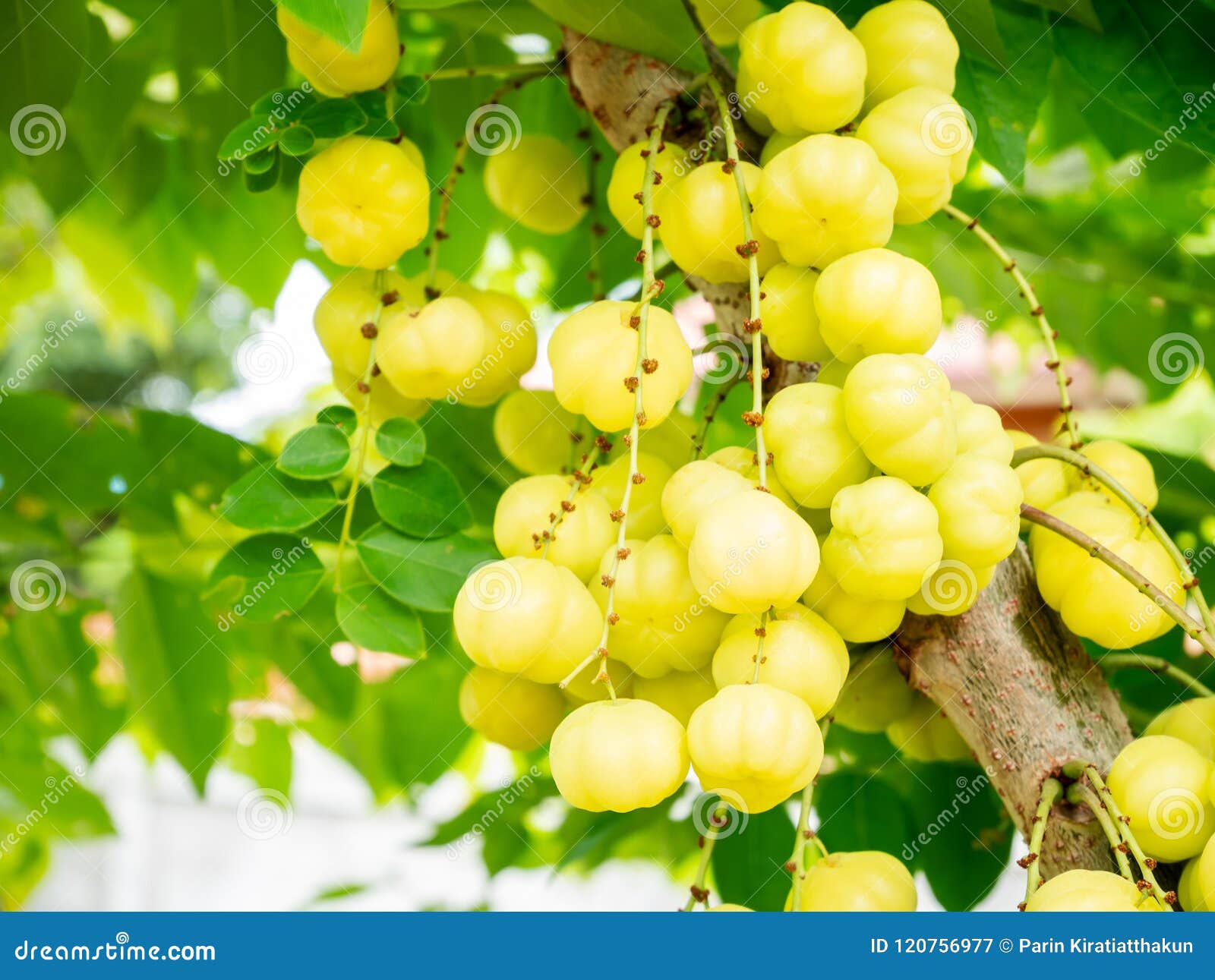 Star gooseberry on tree. stock image. Image of summer - 120756977