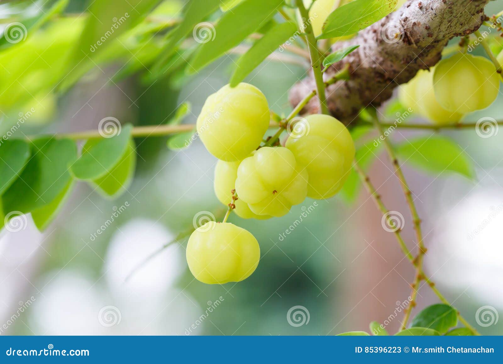 Star gooseberry on tree stock image. Image of freshness - 85396223