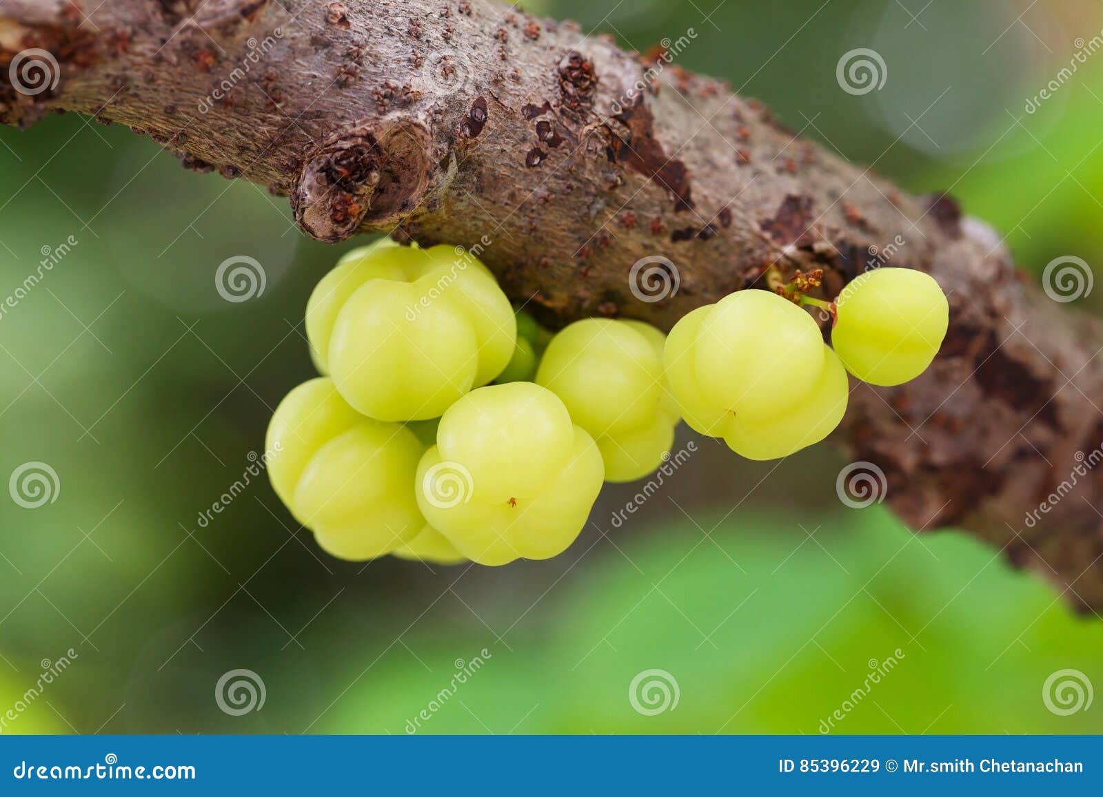 Star gooseberry on tree stock image. Image of gooseberry - 85396229