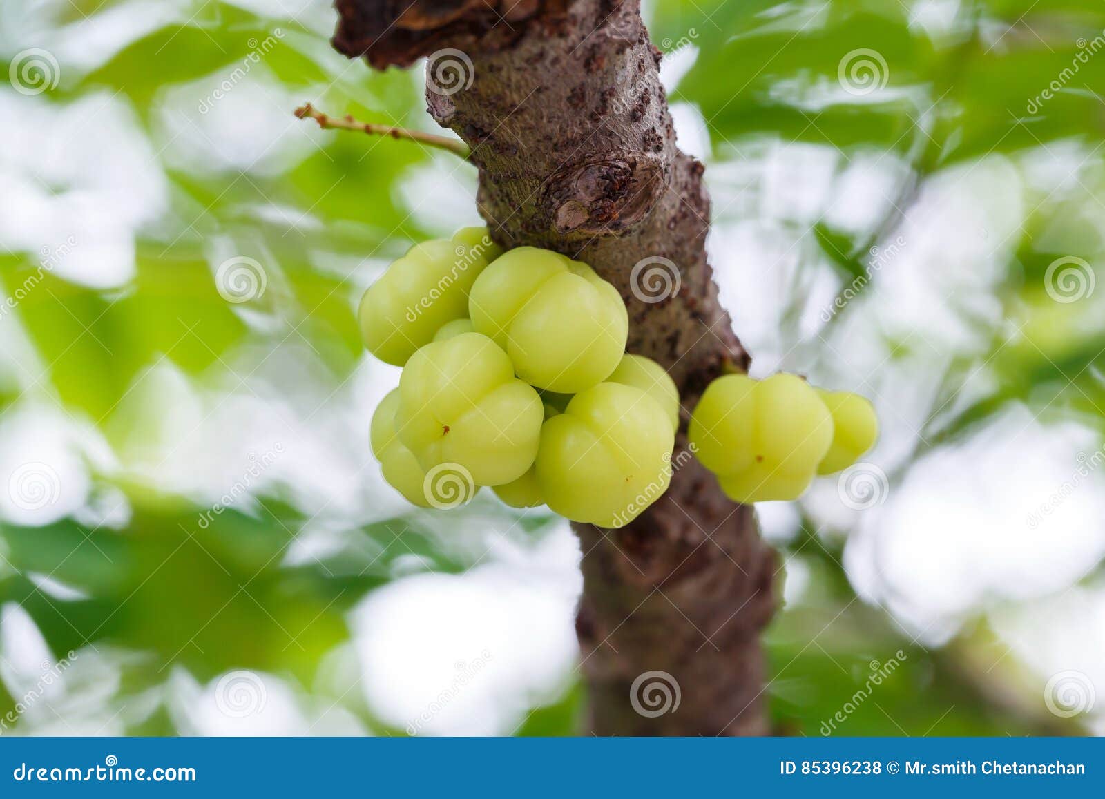 Star Gooseberry Fruit. Phyllanthus Acidus, Known As The Otaheite ...