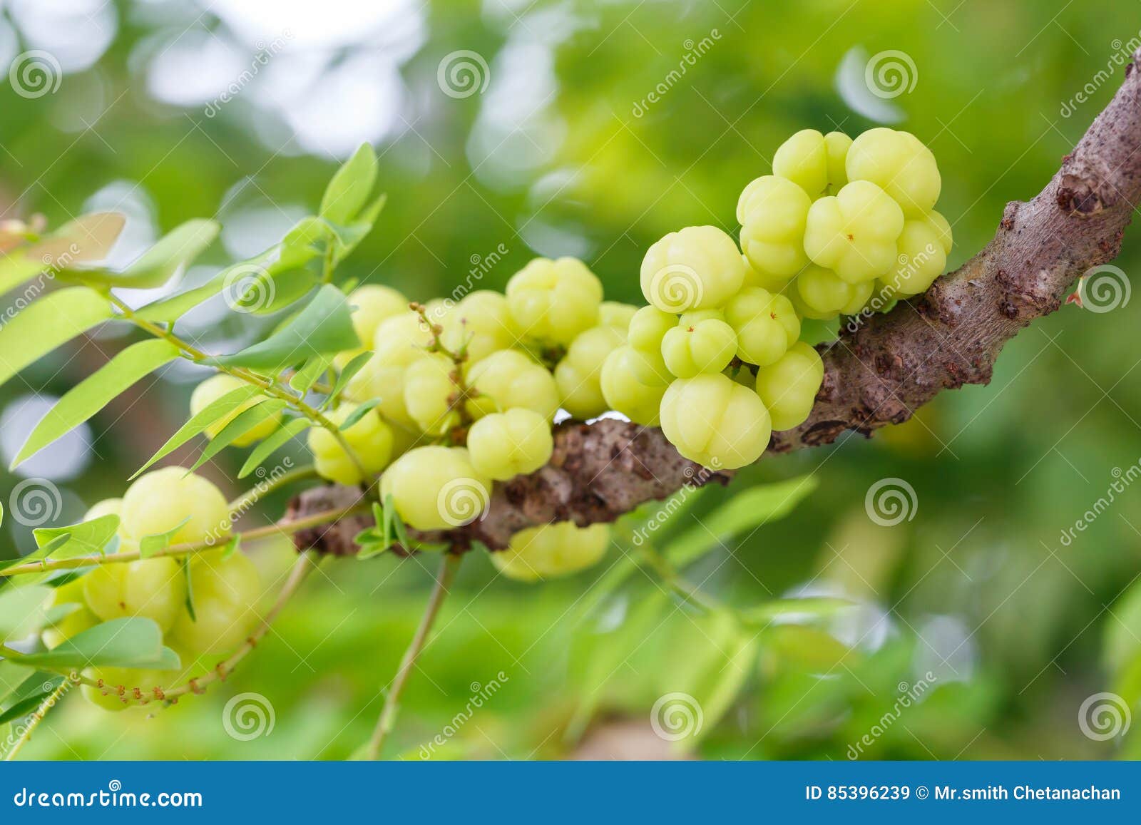 Star gooseberry on tree stock image. Image of gooseberry - 85396239
