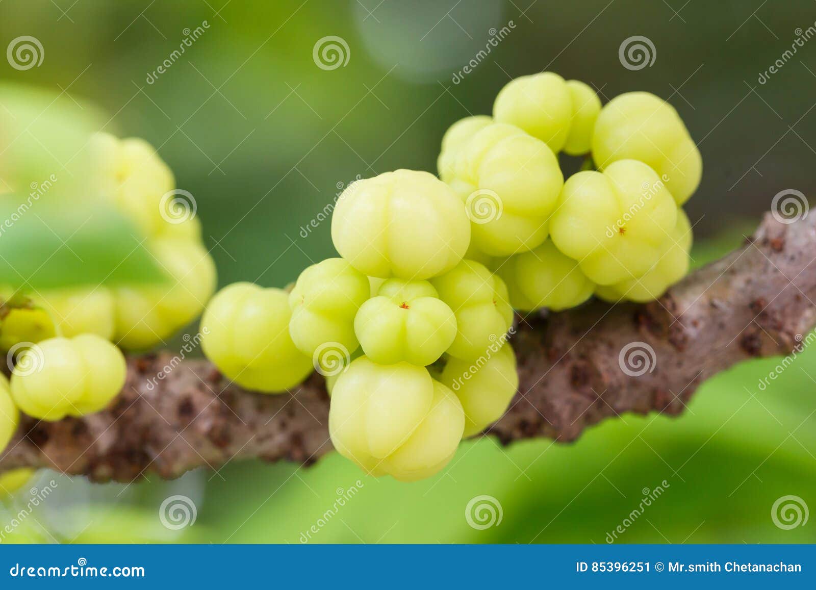 Star gooseberry on tree stock image. Image of branch - 85396251