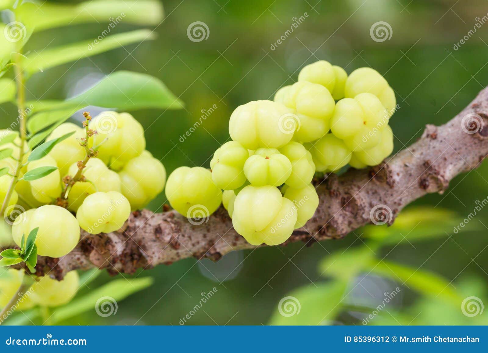 Star gooseberry on tree stock photo. Image of group, yellow - 85396312