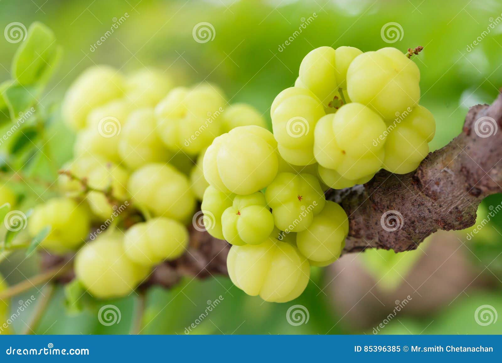 Star gooseberry on tree stock image. Image of sour, green - 85396385