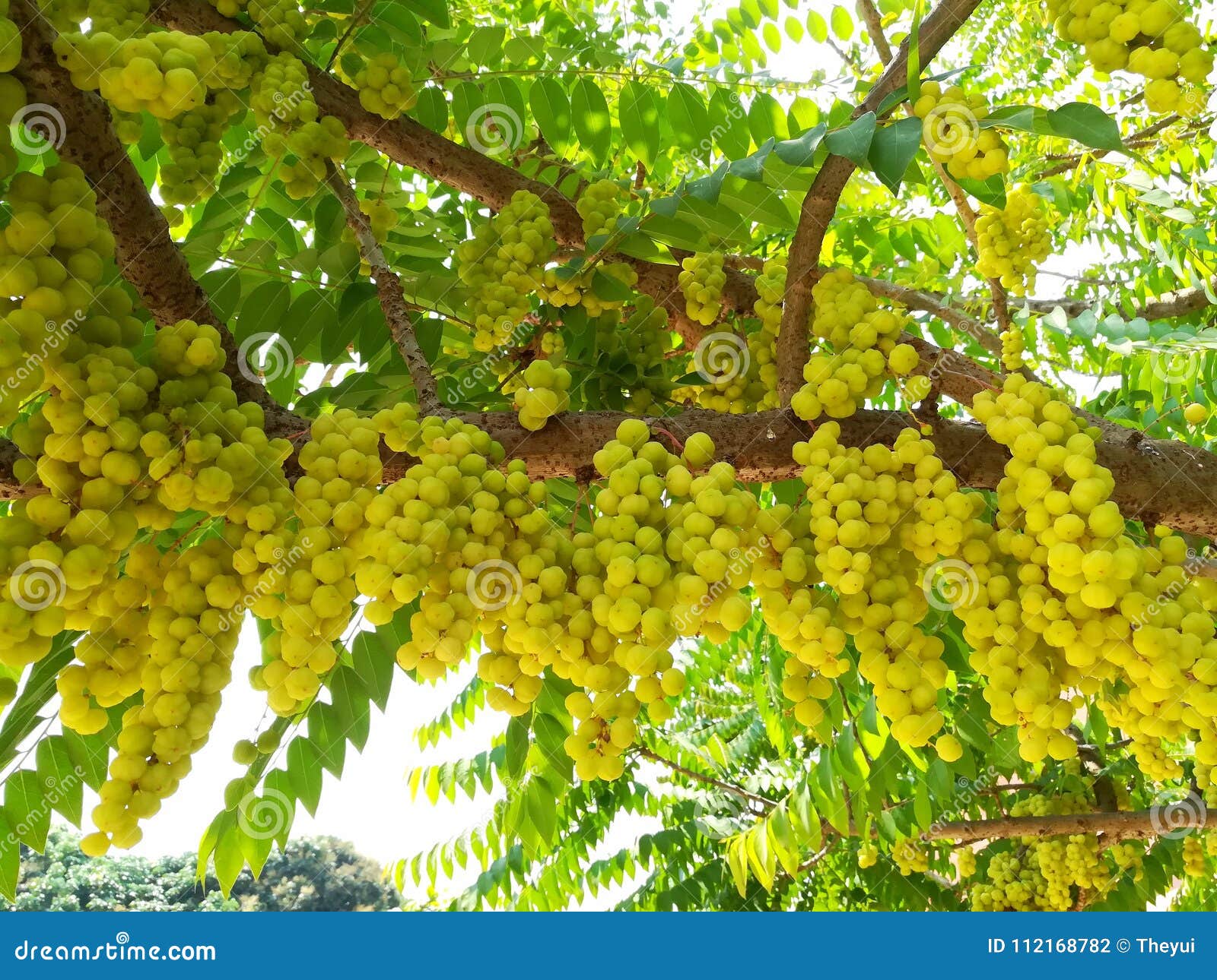 Star gooseberry on tree stock photo. Image of healthy - 112168782