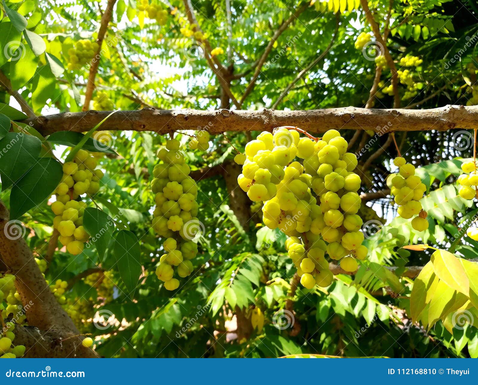 Star gooseberry on tree stock photo. Image of gooseberry - 112168810