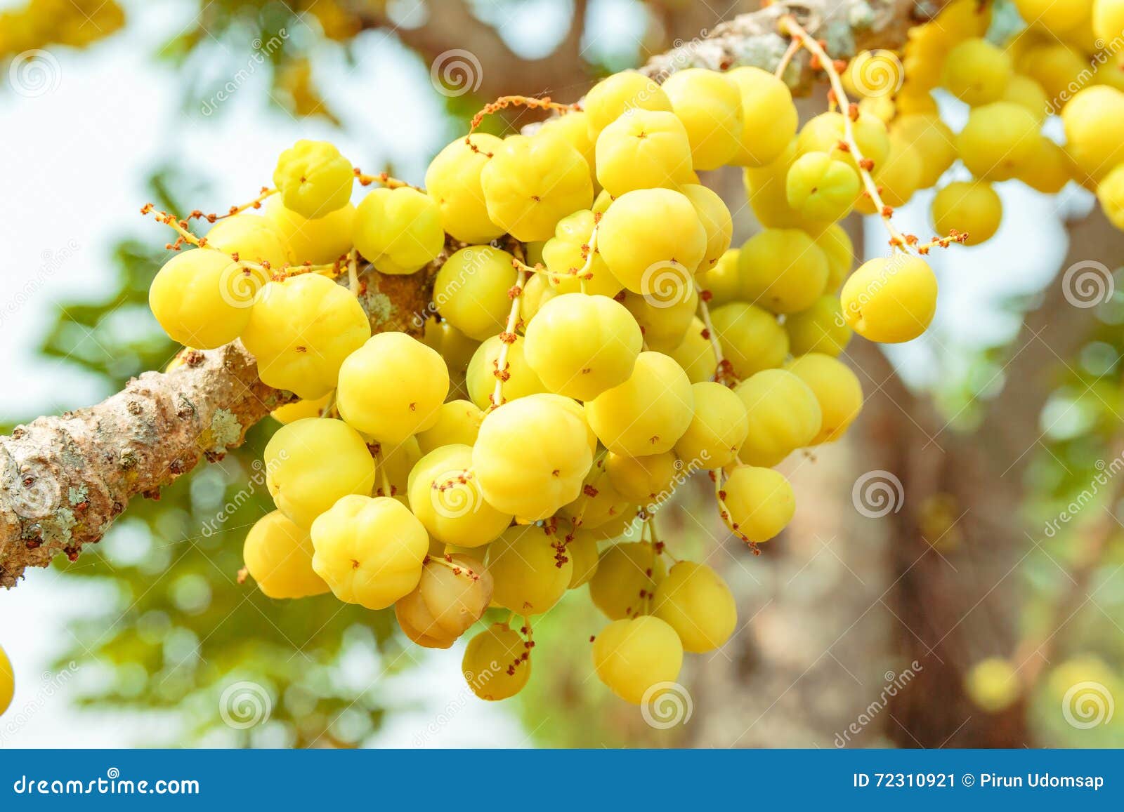 Star gooseberry stock image. Image of nature, organic - 72310921
