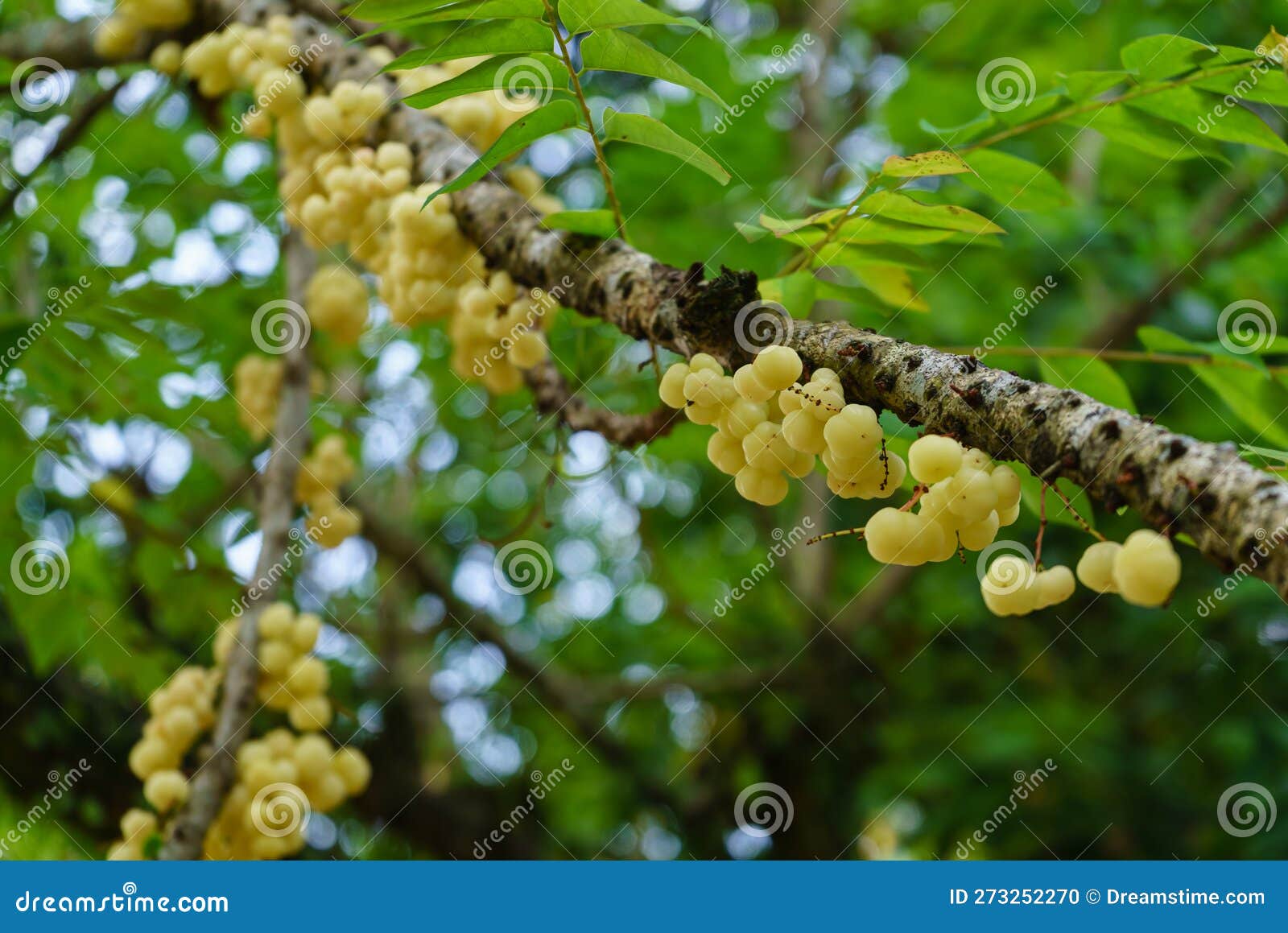 Star Gooseberry Tree with Fruits Stock Photo - Image of juice, organic ...