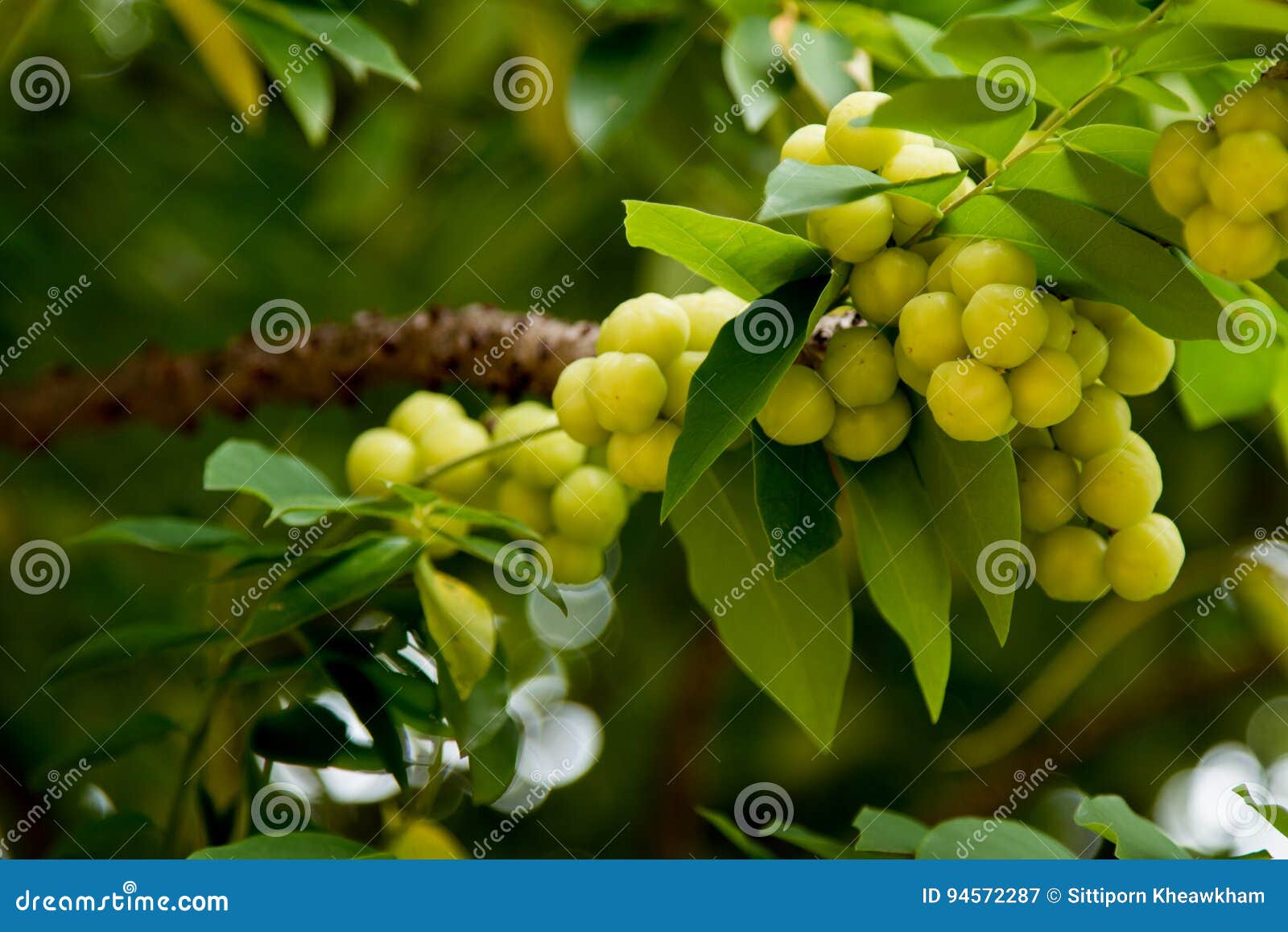 Star gooseberry on tree stock image. Image of phyllanthus - 94572287