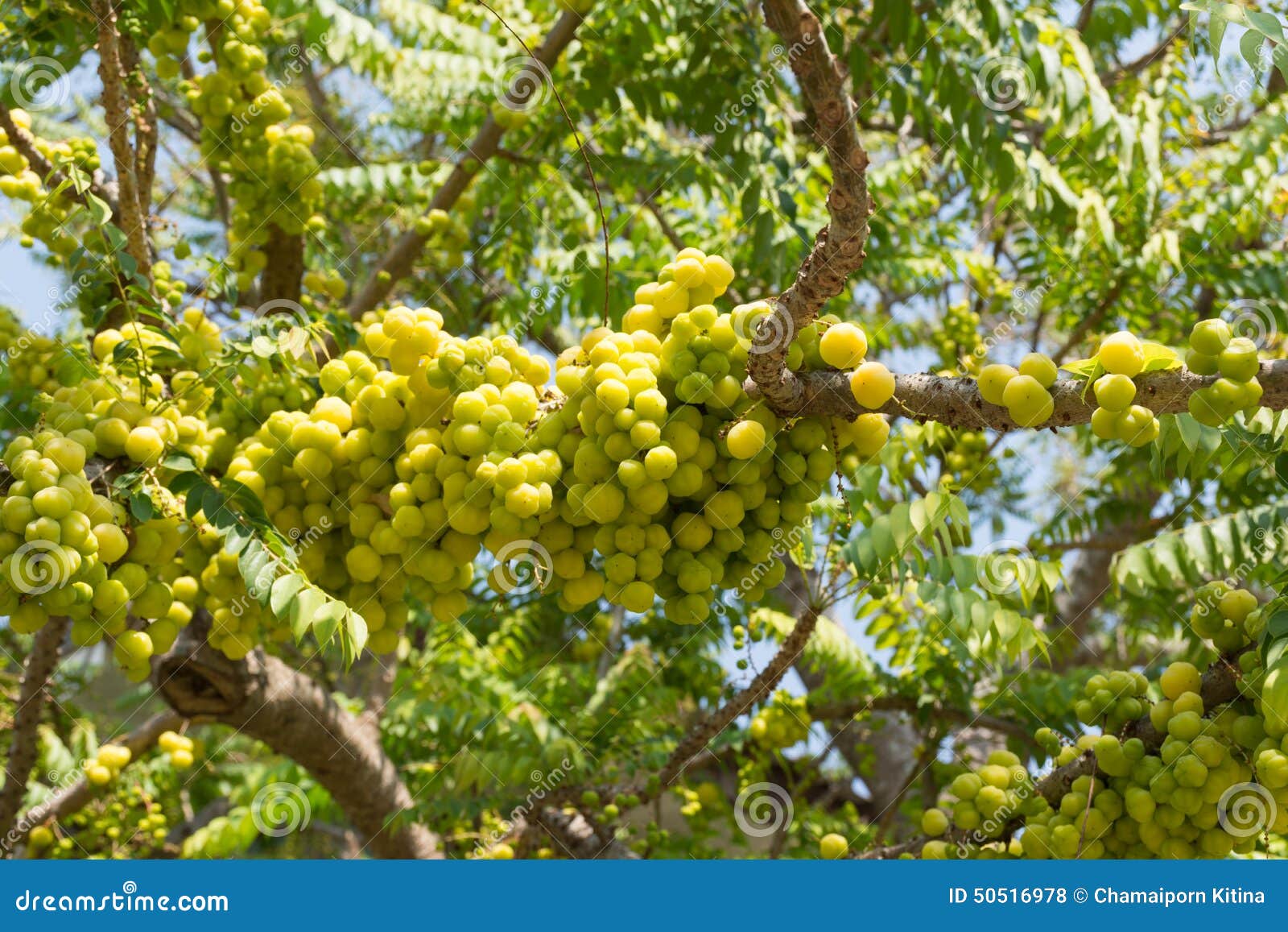 Star gooseberry on tree stock photo. Image of group, juice - 50516978