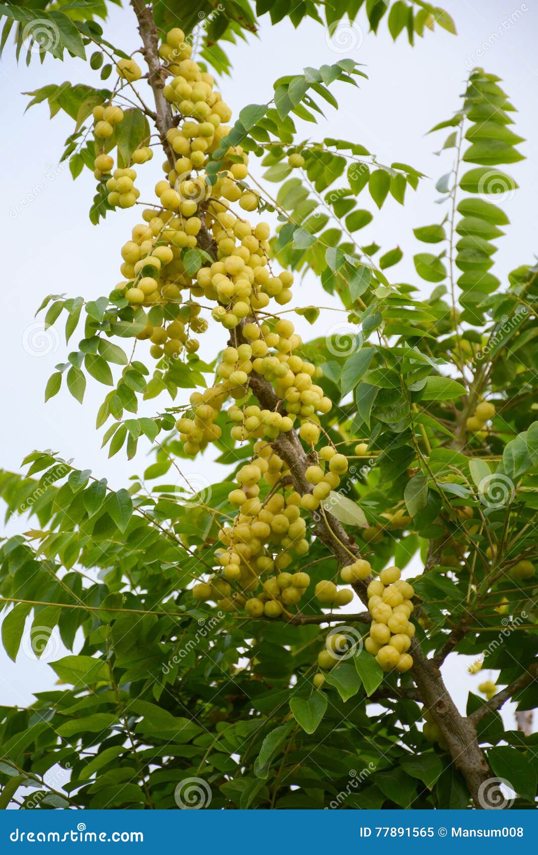 Star Gooseberry Tree in Garden Stock Image - Image of plants, farm ...