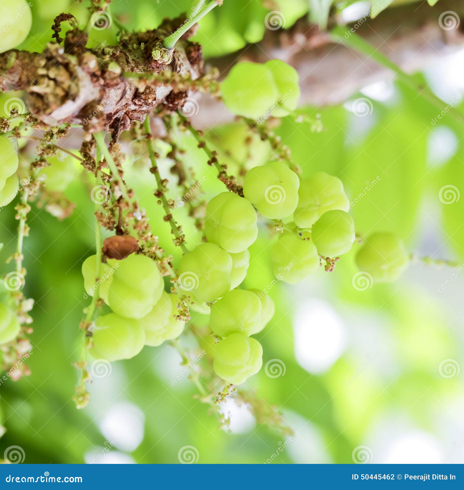 Star gooseberry on tree. stock photo. Image of mini, freshness - 50445462