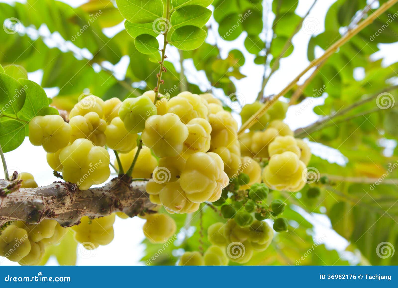 Star gooseberry on tree. stock photo. Image of nature - 36982176