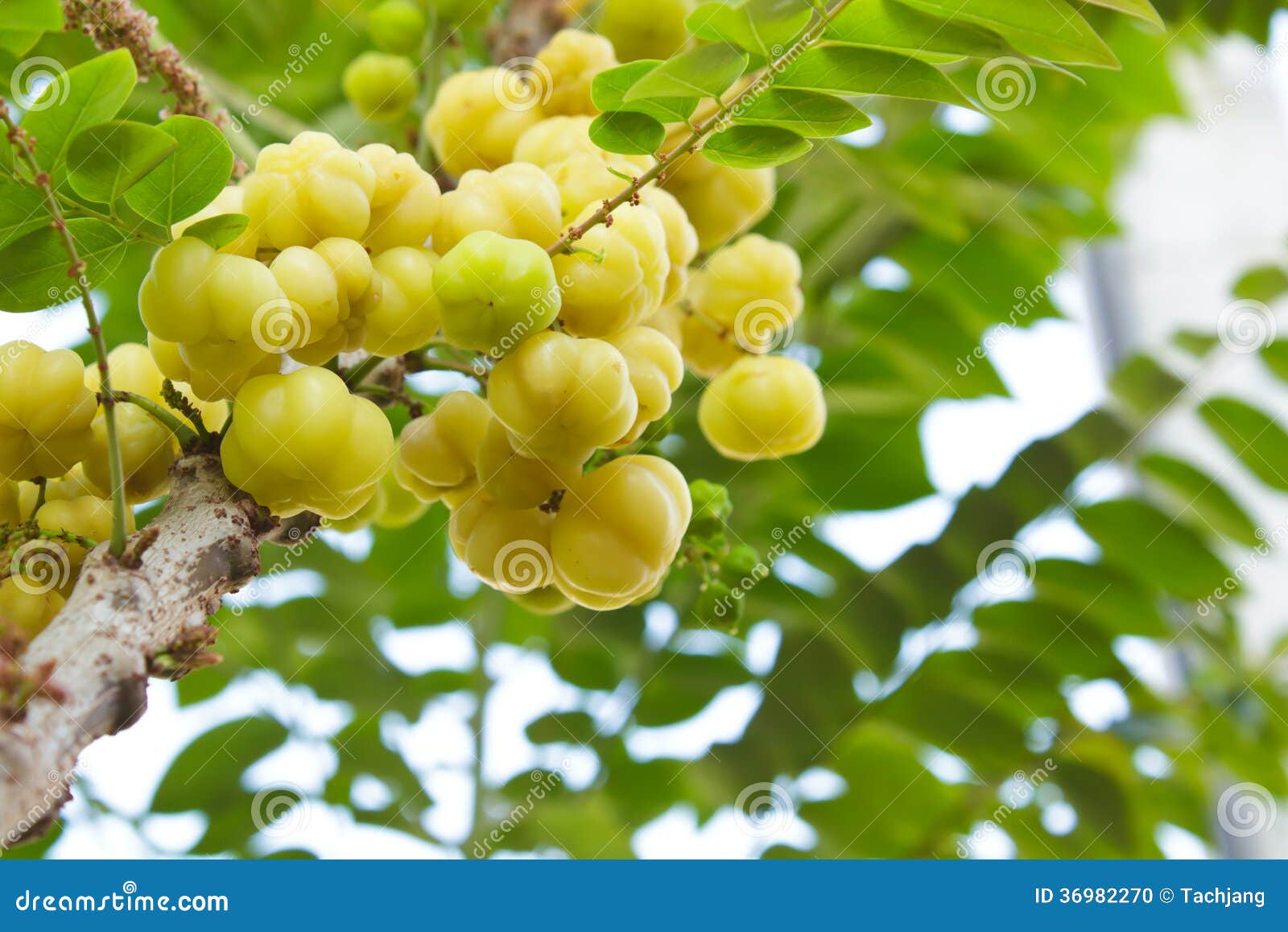 Star gooseberry on tree. stock photo. Image of group - 36982270