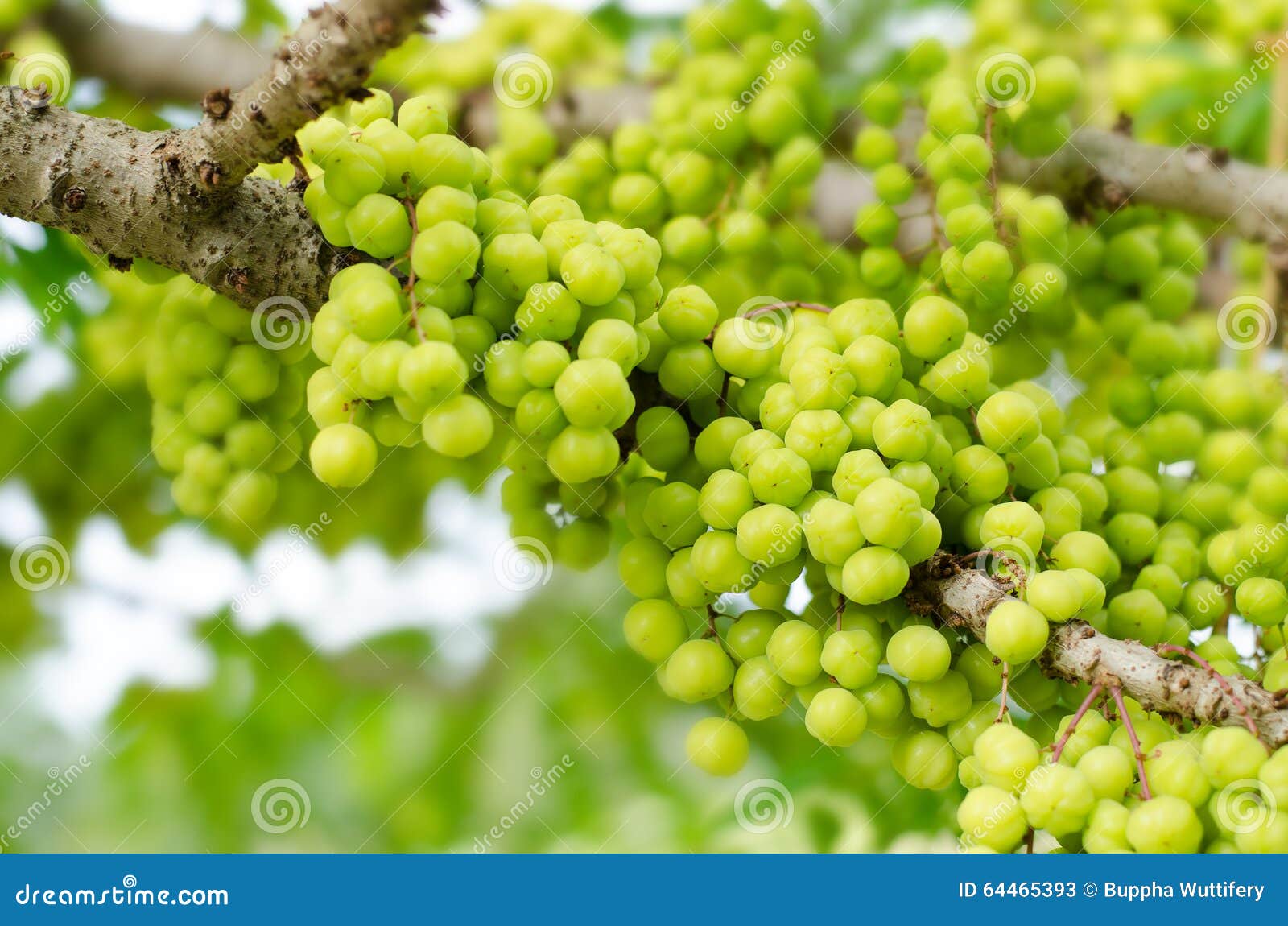 Star gooseberry stock image. Image of fresh, healthy - 64465393