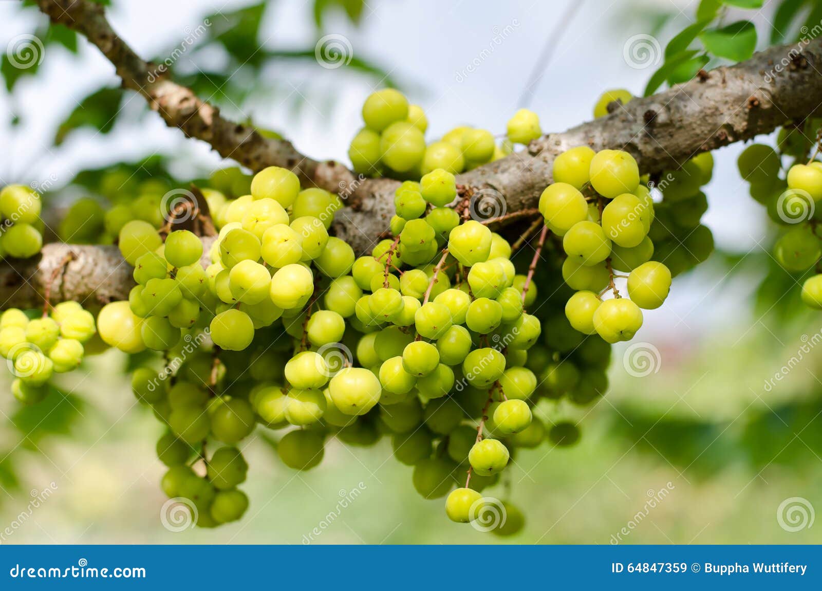 Star gooseberry stock image. Image of growing, tree, food - 64847359