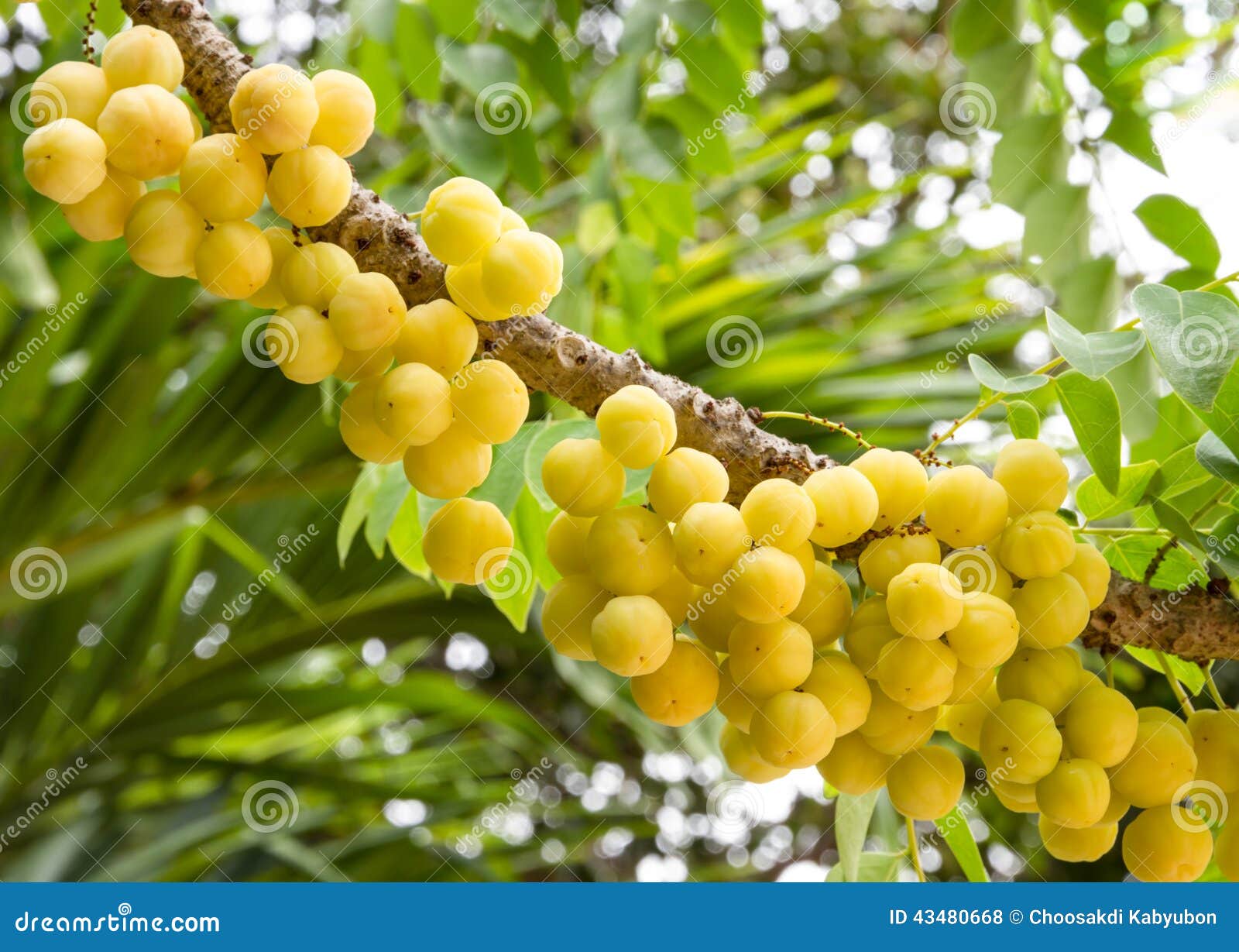 Star gooseberry stock photo. Image of tree, fresh, asia - 43480668