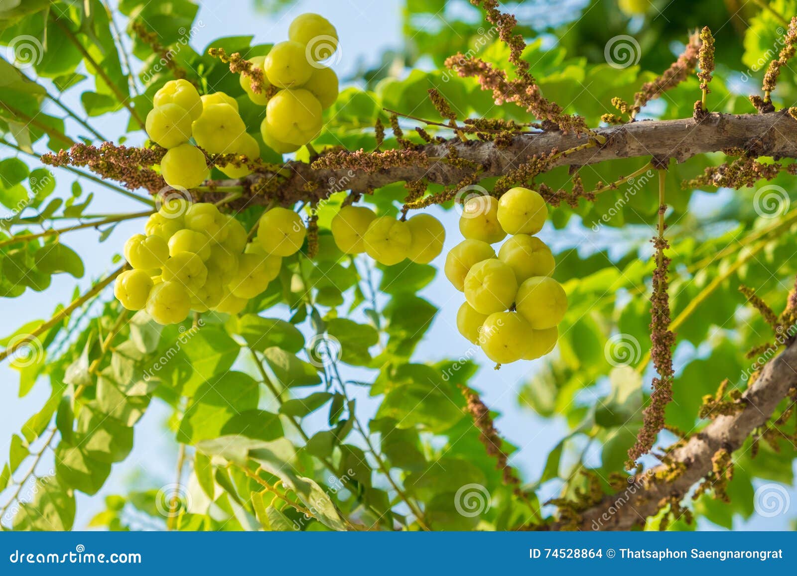 Phyllanthus Acidus Fruit On The Tree. Otaheite Gooseberry Fruit Royalty ...
