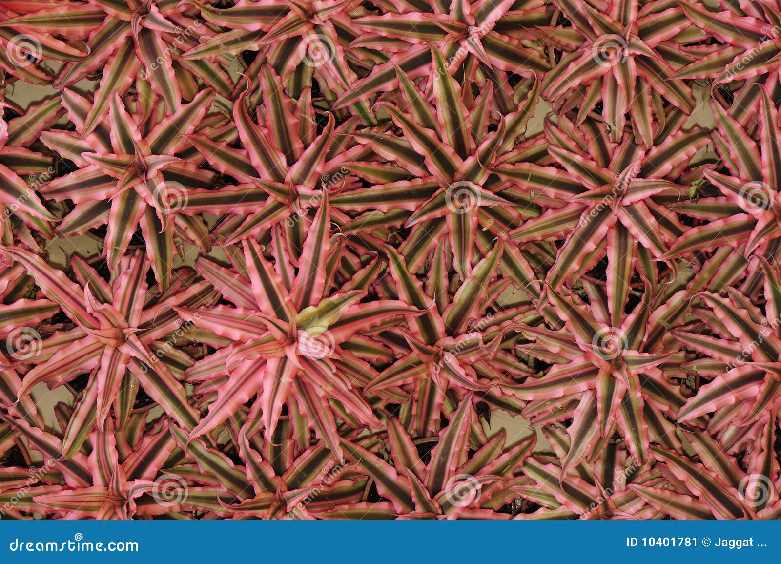 Star Leaf stock image. Image of fresh, blossom, life - 10401781