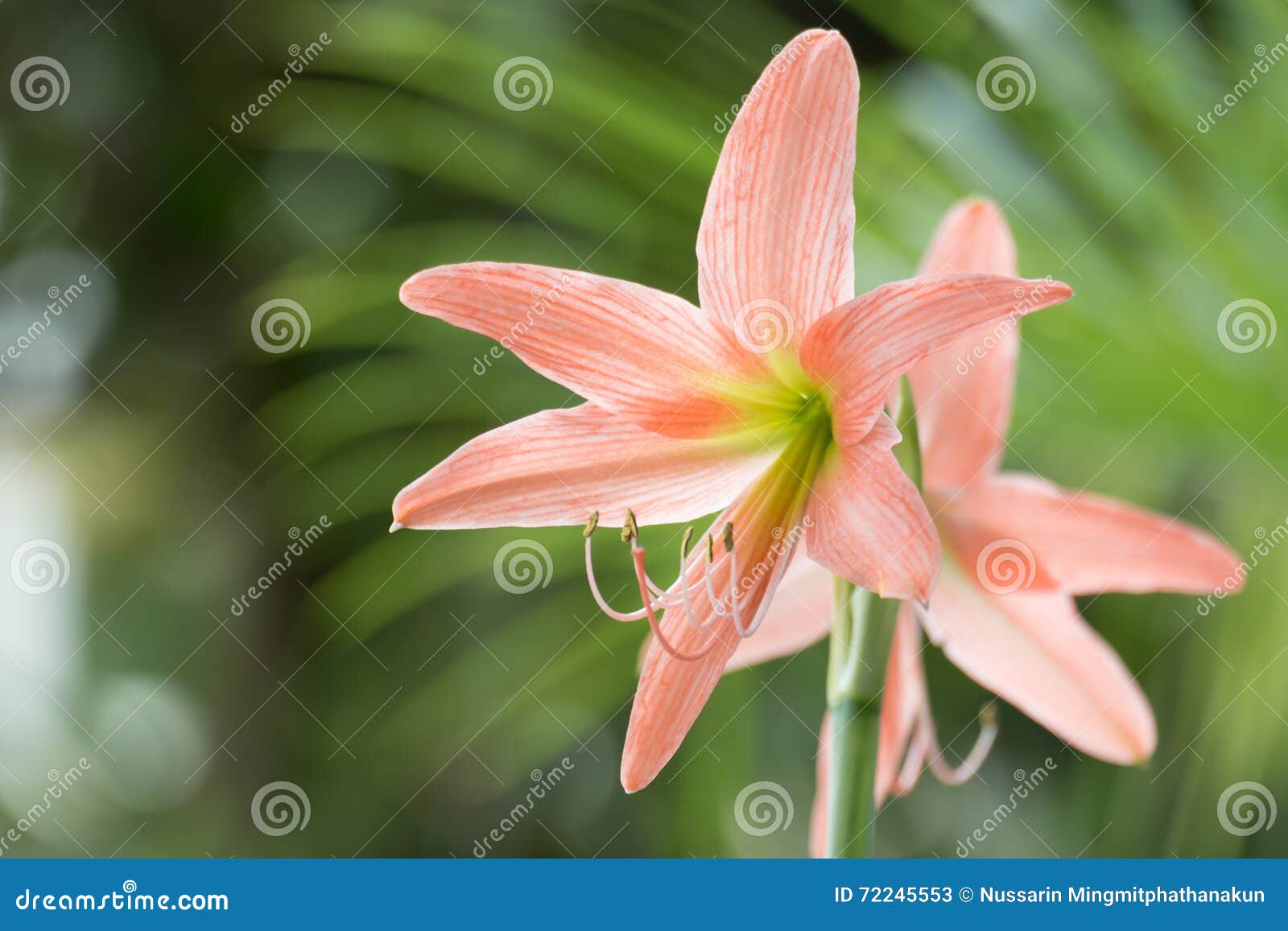 Star Lilies stock image. Image of green, peaceful, nature - 72245553