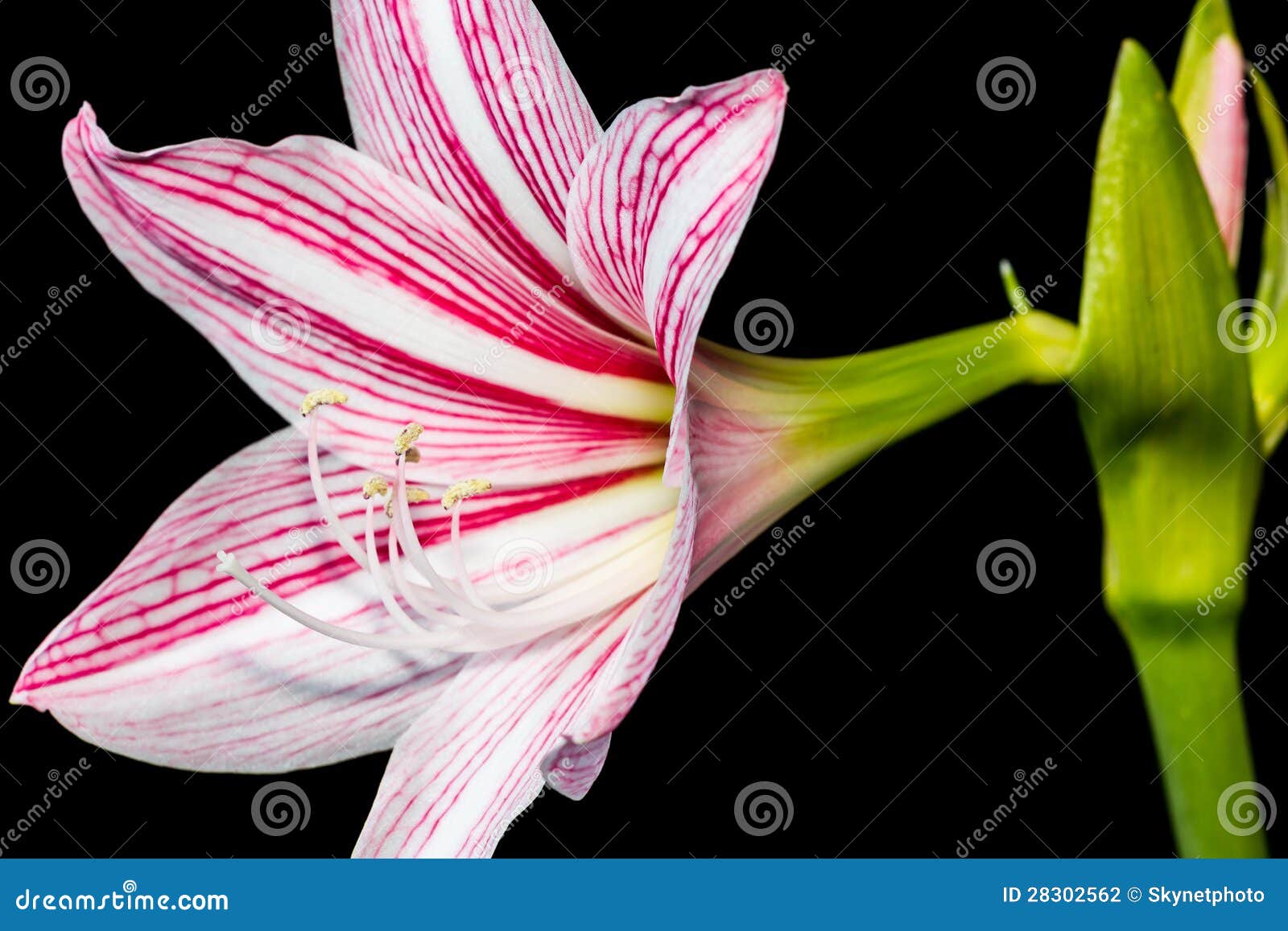 Star Lily Flower Stock Photos - Download 2,380 Royalty Free Photos