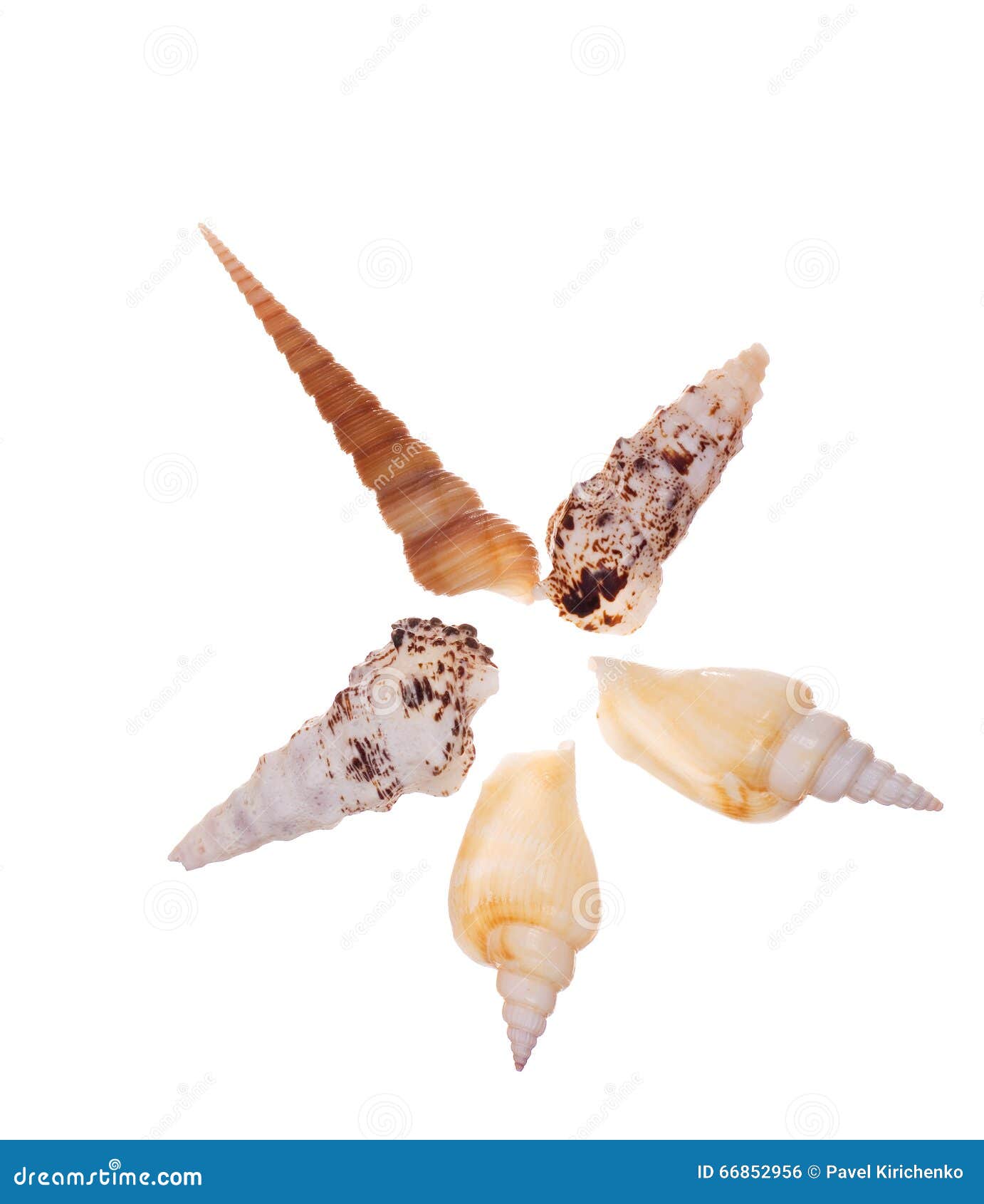Star made of sea shells stock photo. Image of natural - 66852956