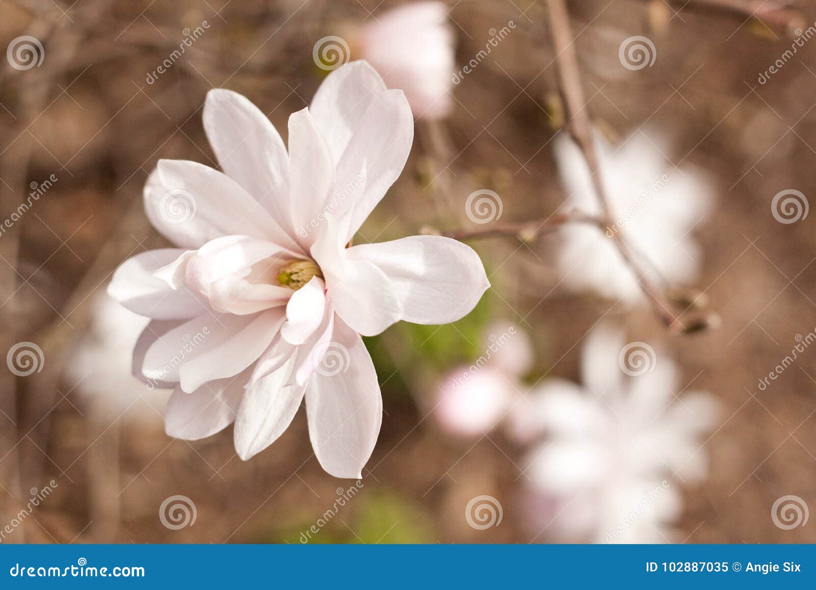 Star magnolia bloom stock image. Image of bloom, floral - 102887035