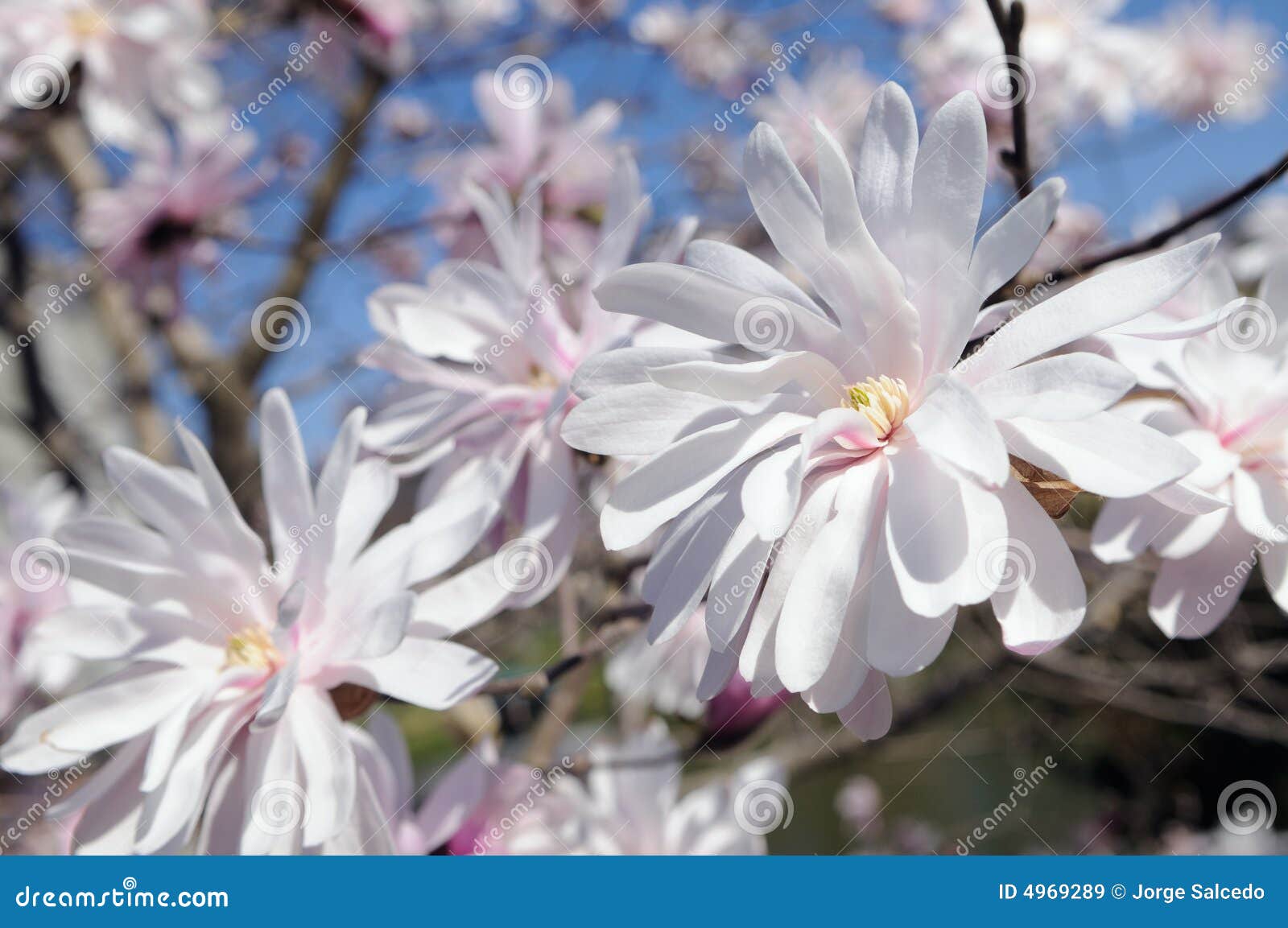 Star Magnolia Flowers in Early Spring Stock Image - Image of park ...