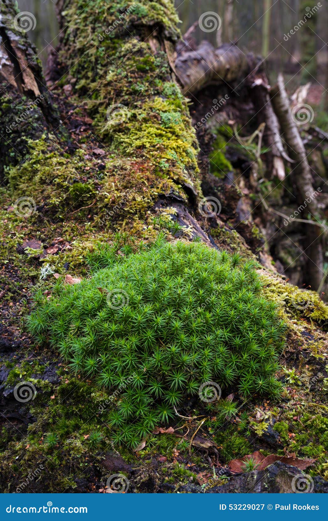 Star Moss Background Royalty-Free Stock Photography | CartoonDealer.com ...
