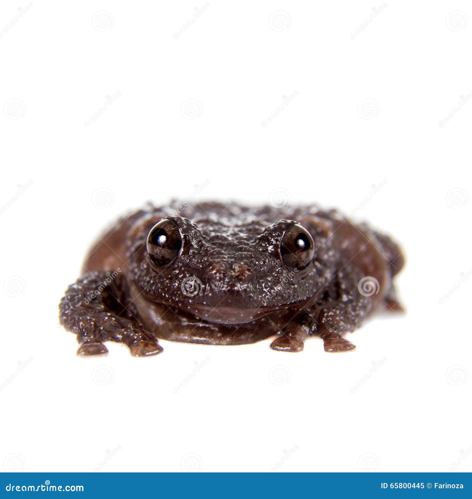 Theloderma Stellatum Stock Photos - Free & Royalty-Free Stock Photos ...