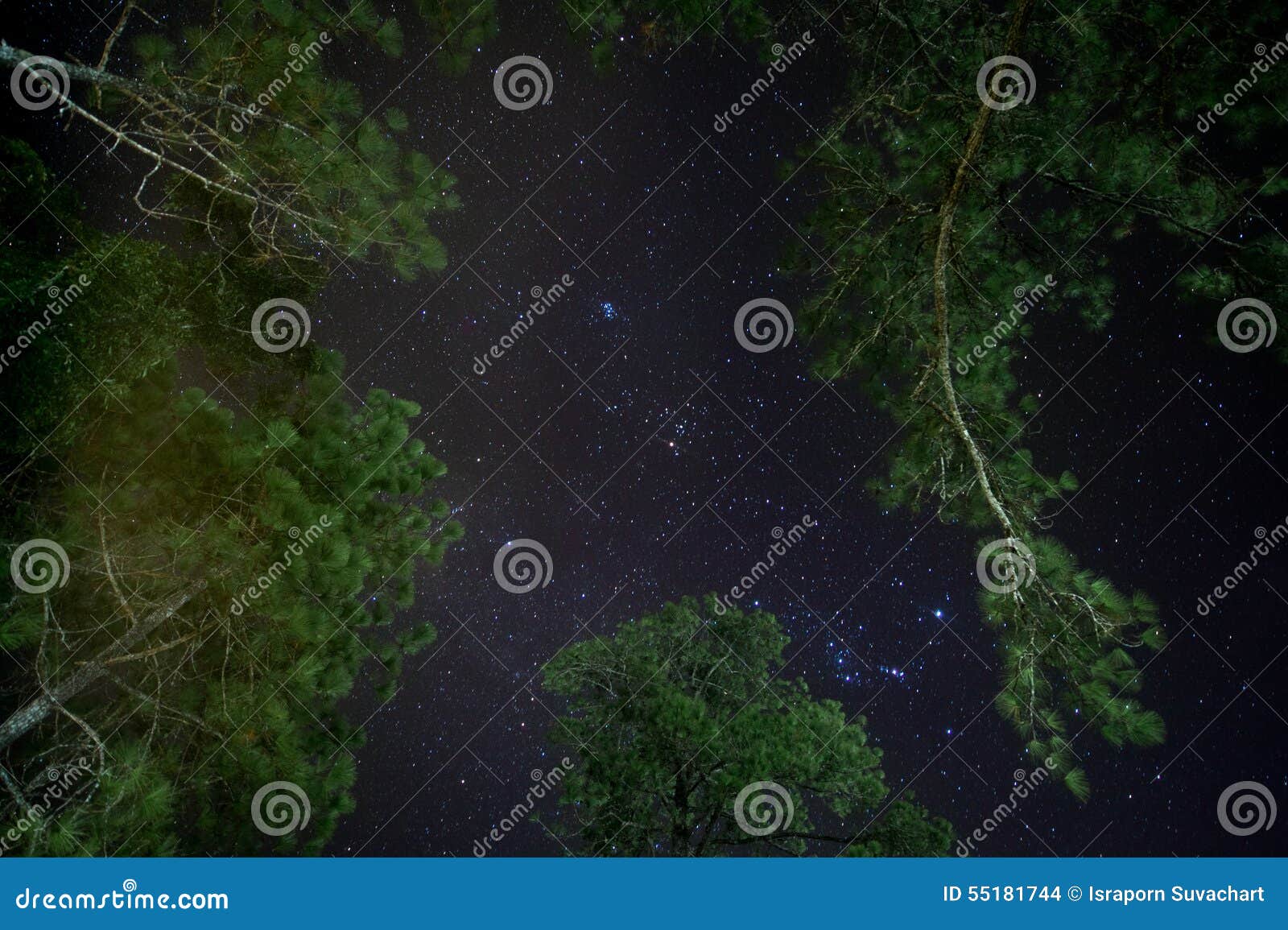 Star Night Over Pine Forest Stock Photo - Image of galaxy, green: 55181744