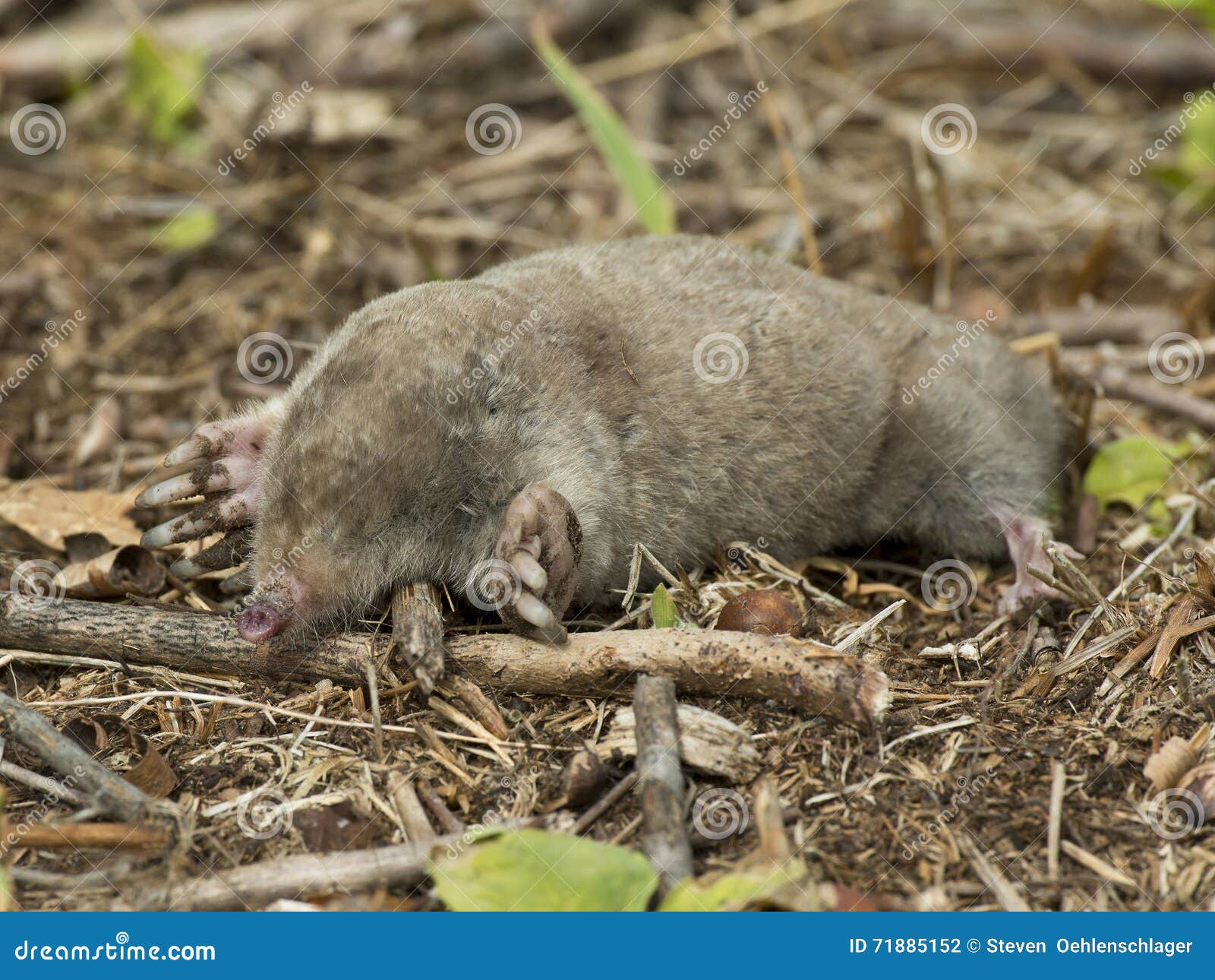Star Nosed Mole stock photo. Image of surface, pest, hill - 71885152