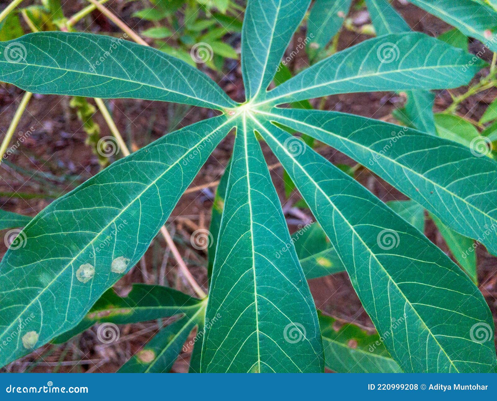 Star-patterned Green Leaf of Farmer S Plant Stock Photo - Image of ...