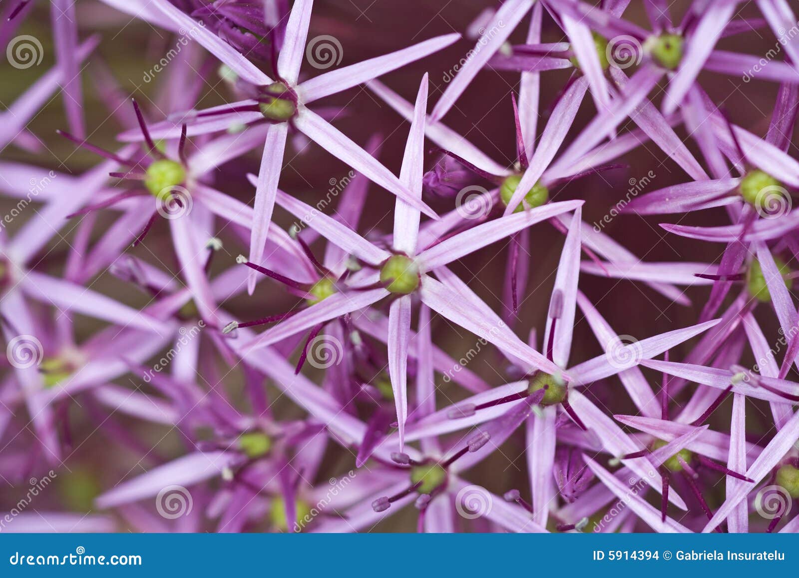 Star of persia stock photo. Image of persia, flower, onion - 5914394