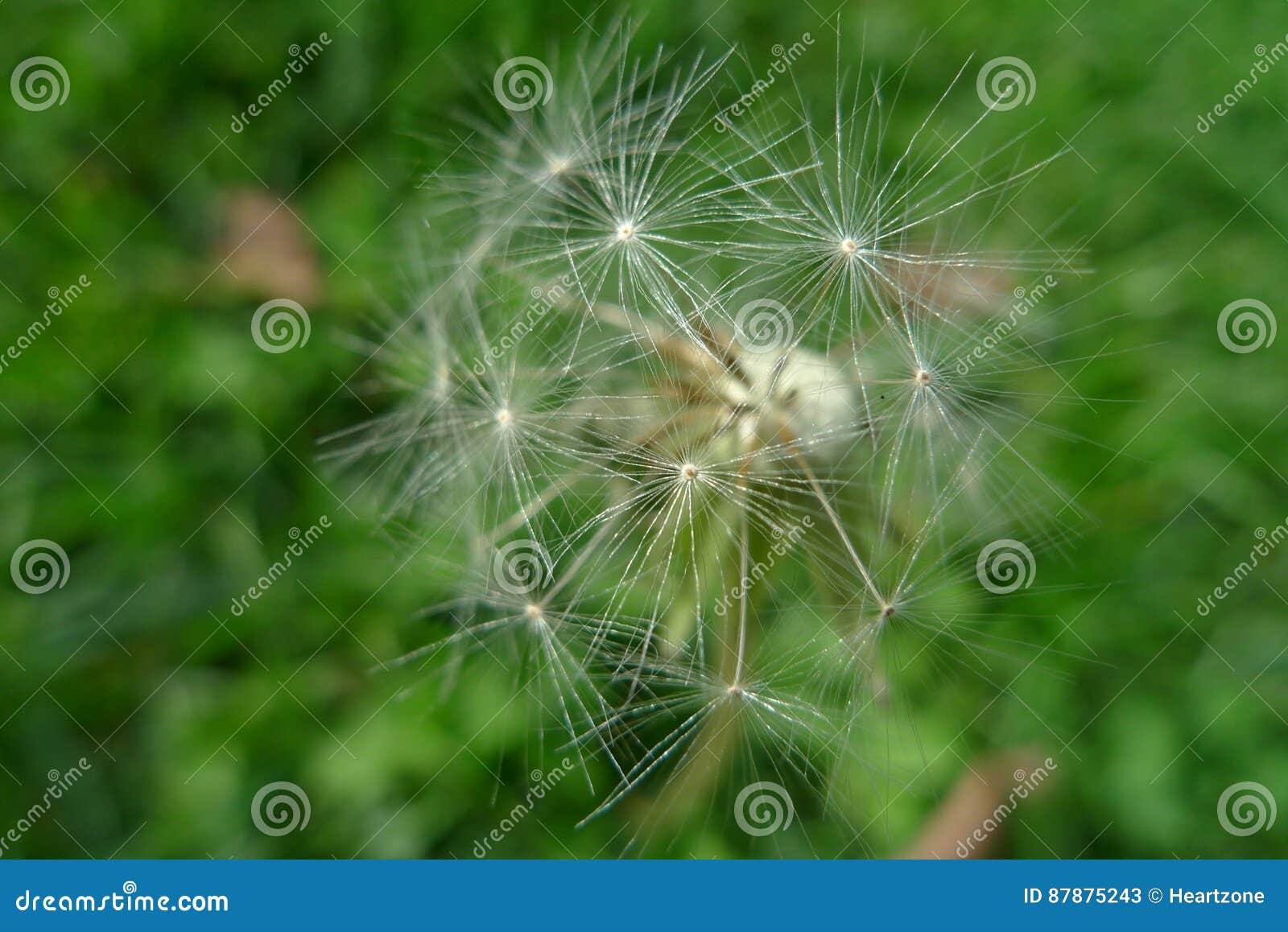 Star Plant in a Green Field Stock Image - Image of outside, star: 87875243