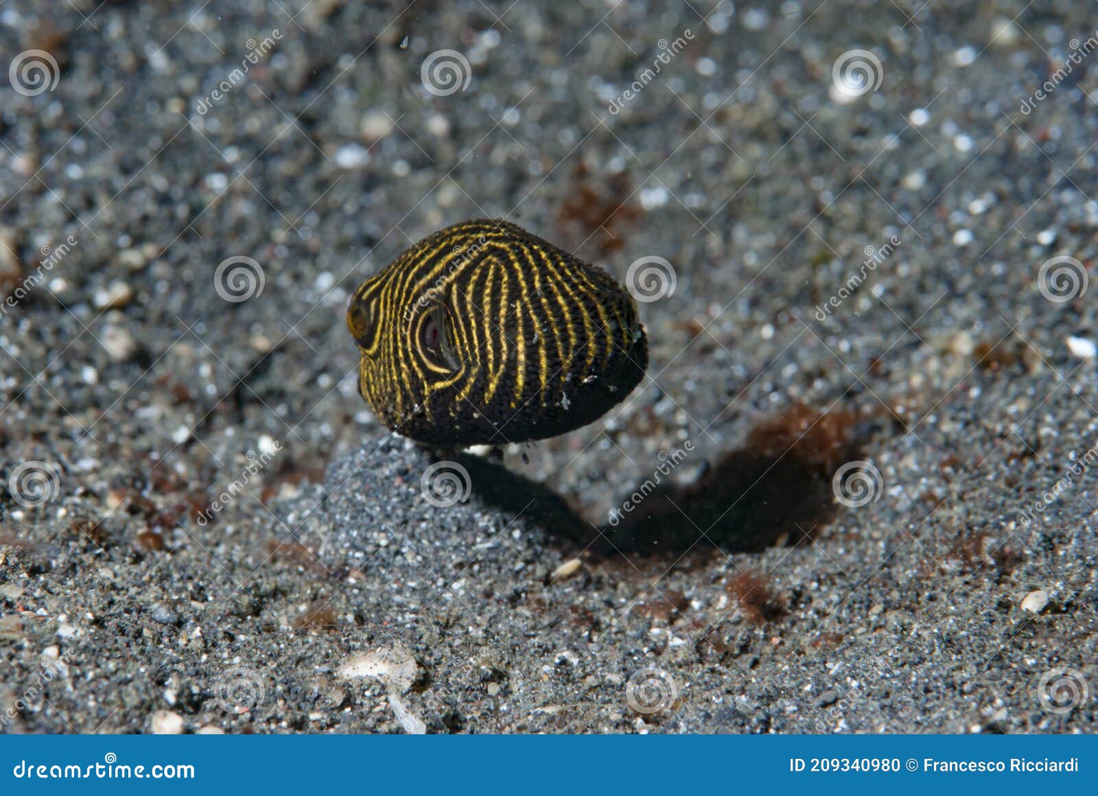 Star Pufferfish Arothron Stellatus Juvenile Stock Photo - Image of ...