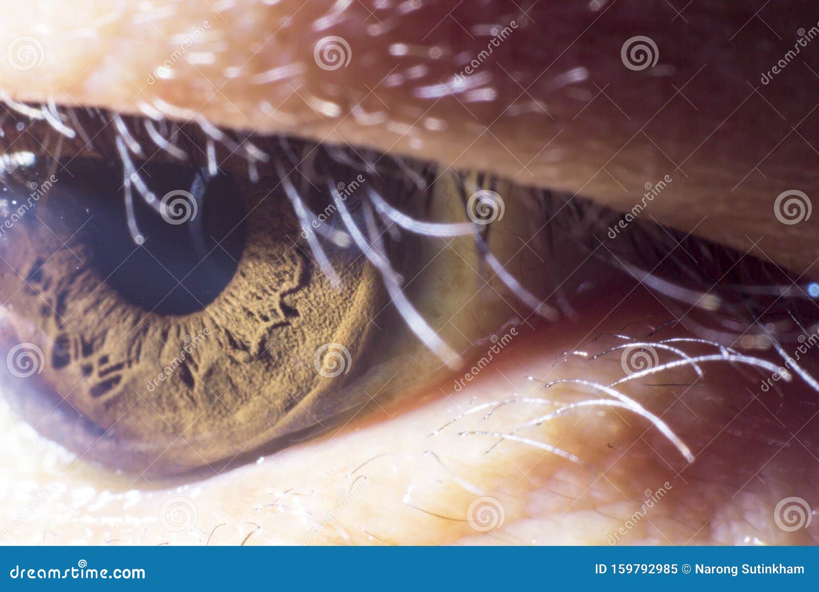 The Star with Resentment Look with Scolding Heat Stock Image - Image of ...