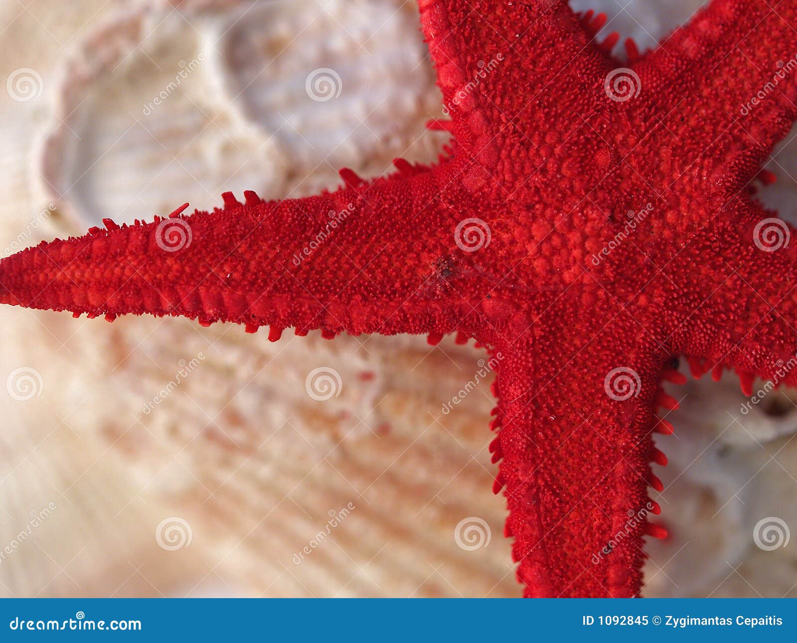 Star seashell stock image. Image of animal, marine, dried - 1092845