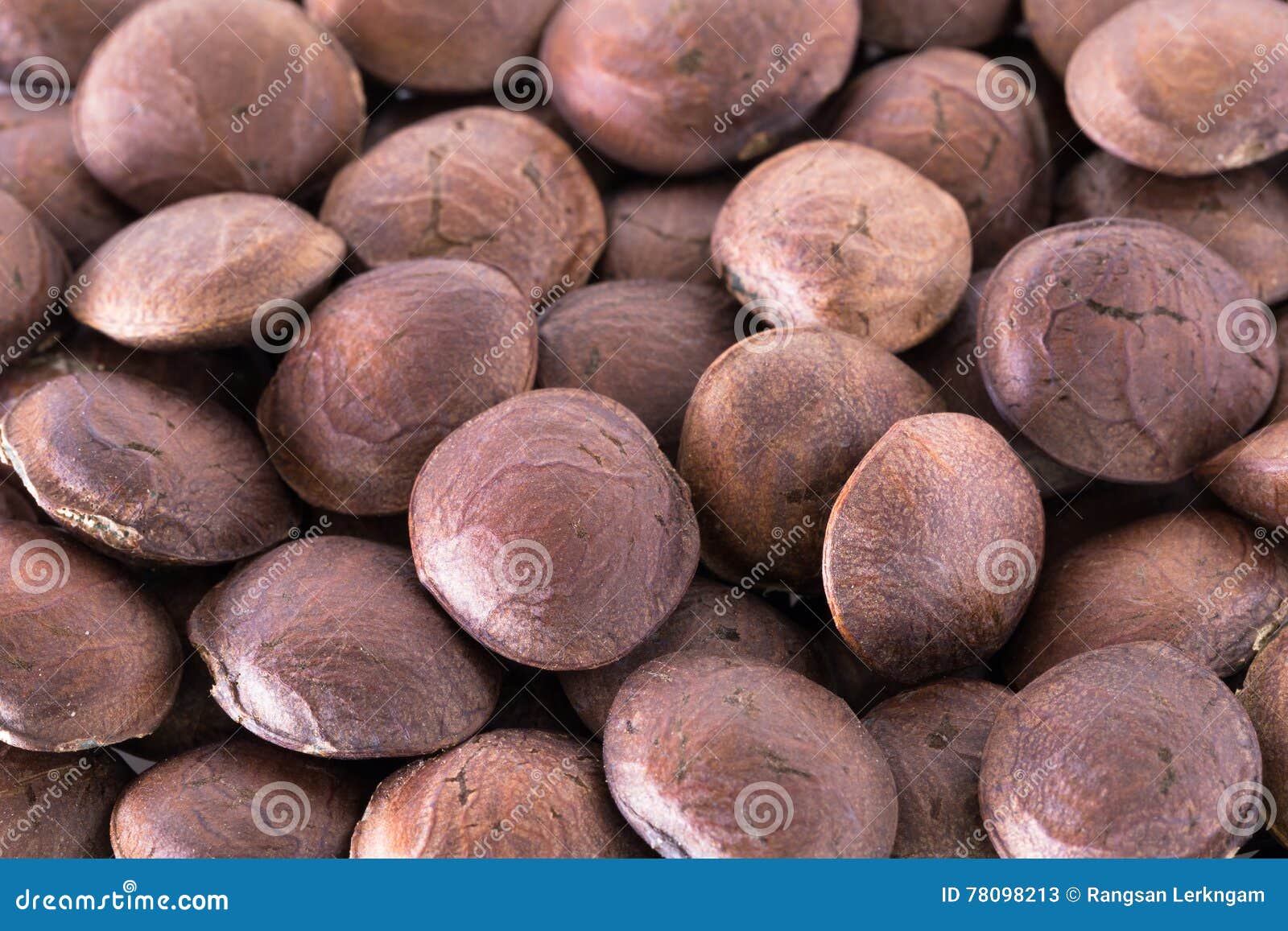 Star Seeds Incas stock image. Image of protein, green - 78098213