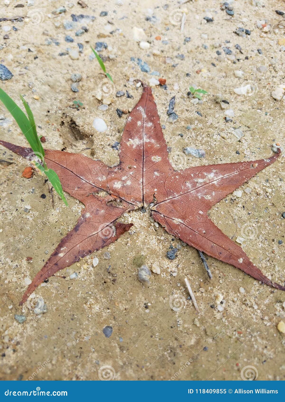 1,065 Star Shaped Leaf Photos - Free & Royalty-Free Stock Photos from ...