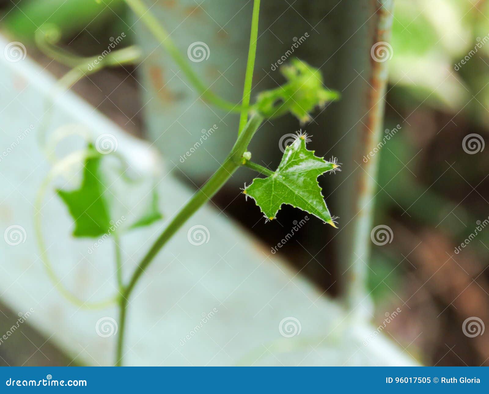 Star-shaped leaf stock image. Image of environment, leaf - 96017505