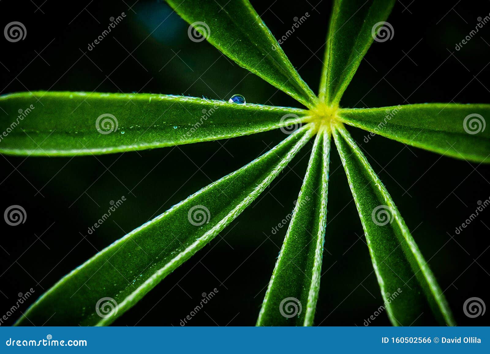 Star shaped leaves stock photo. Image of rain, shaped - 160502566
