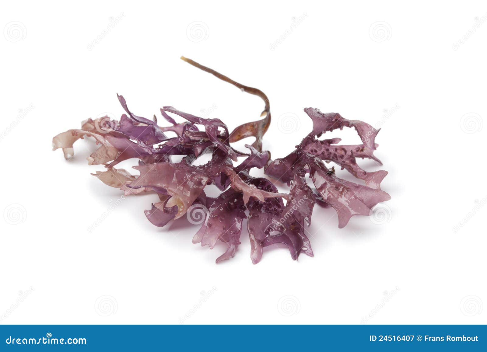 Star shaped moss seaweed stock image. Image of edible - 24516407